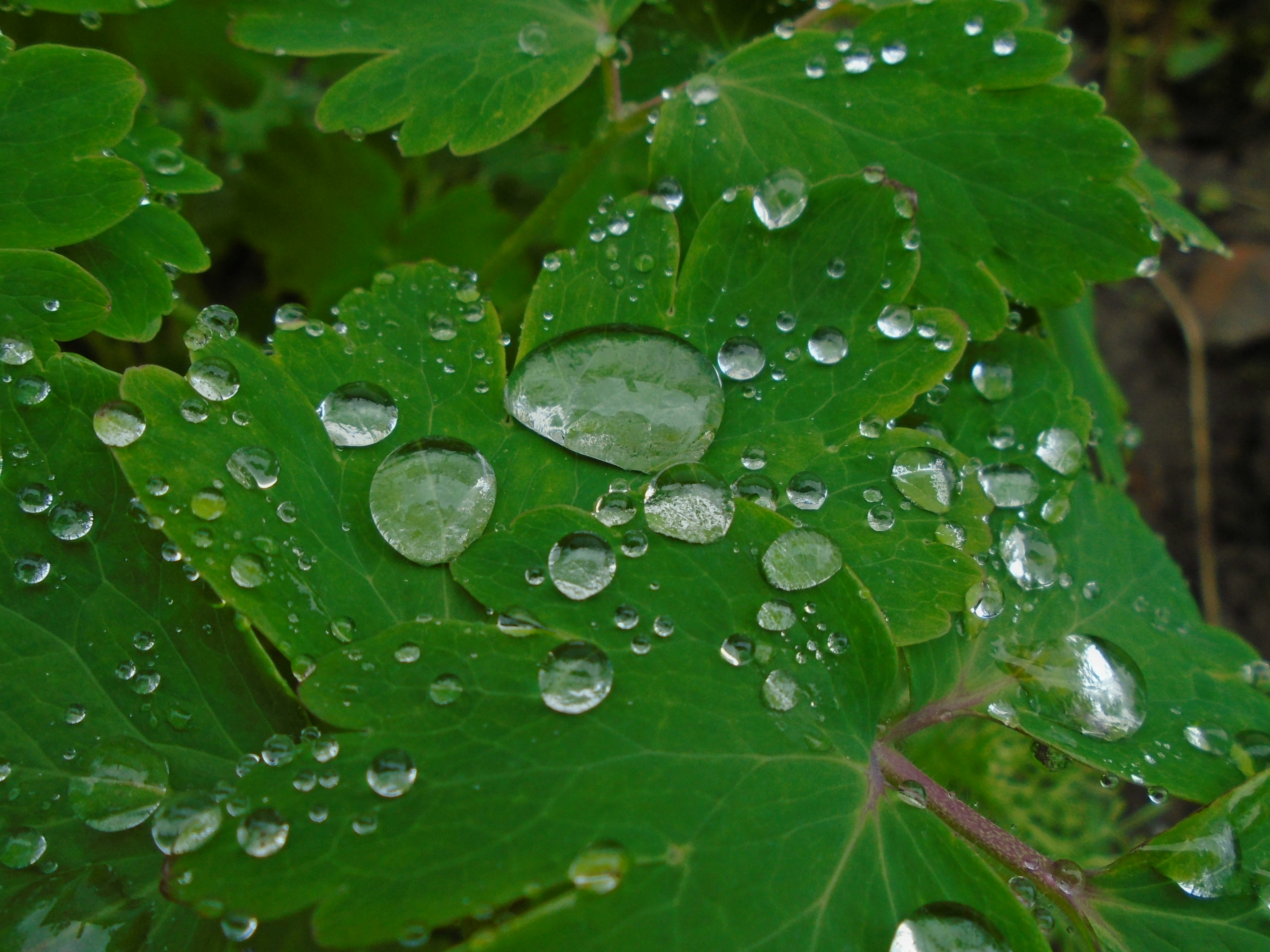 Green Leaves with Water Droplets | Water droplets rest on vibrant green leaves.