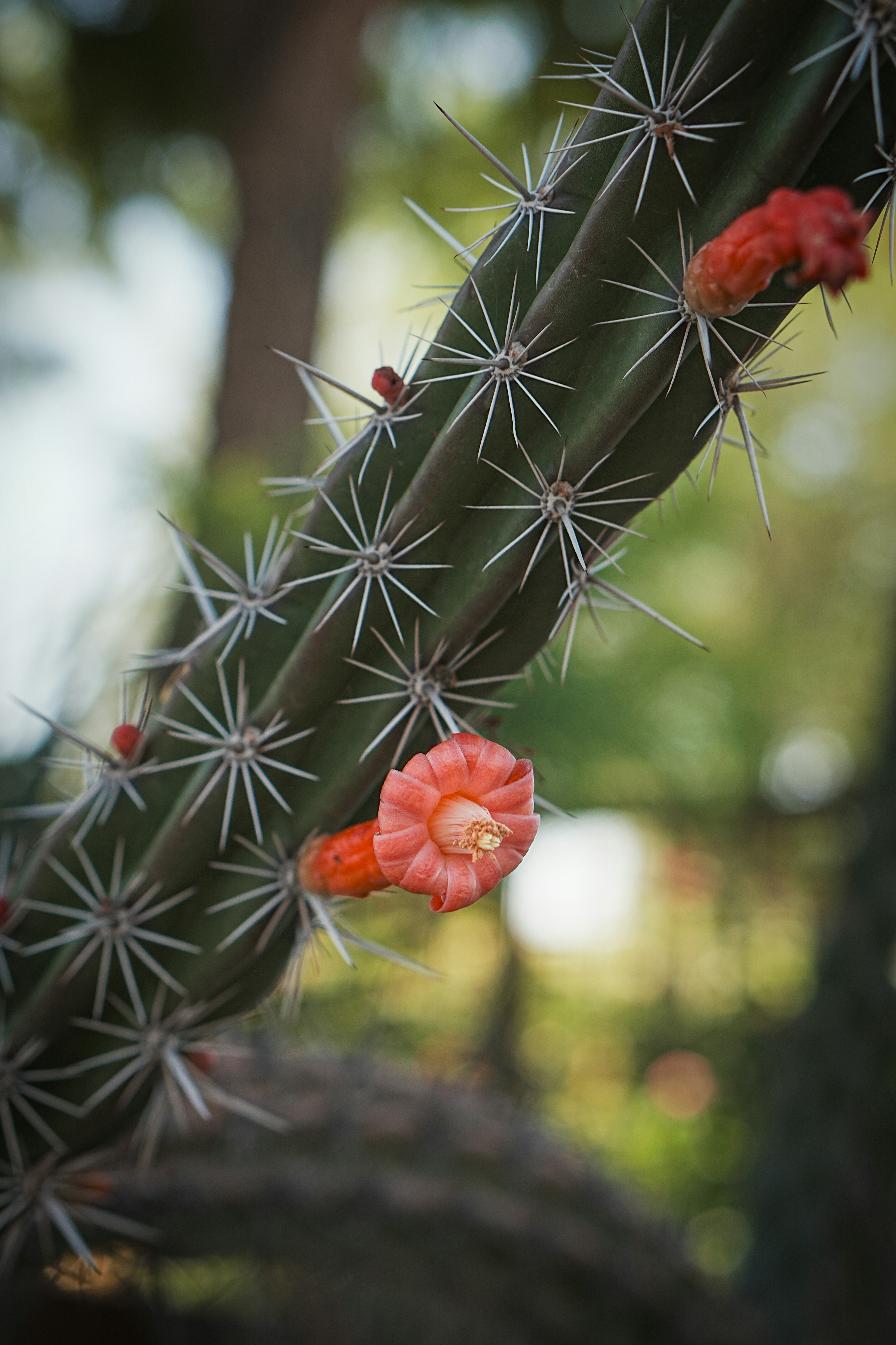 Desert Bloom: A Cactus in Full Glory