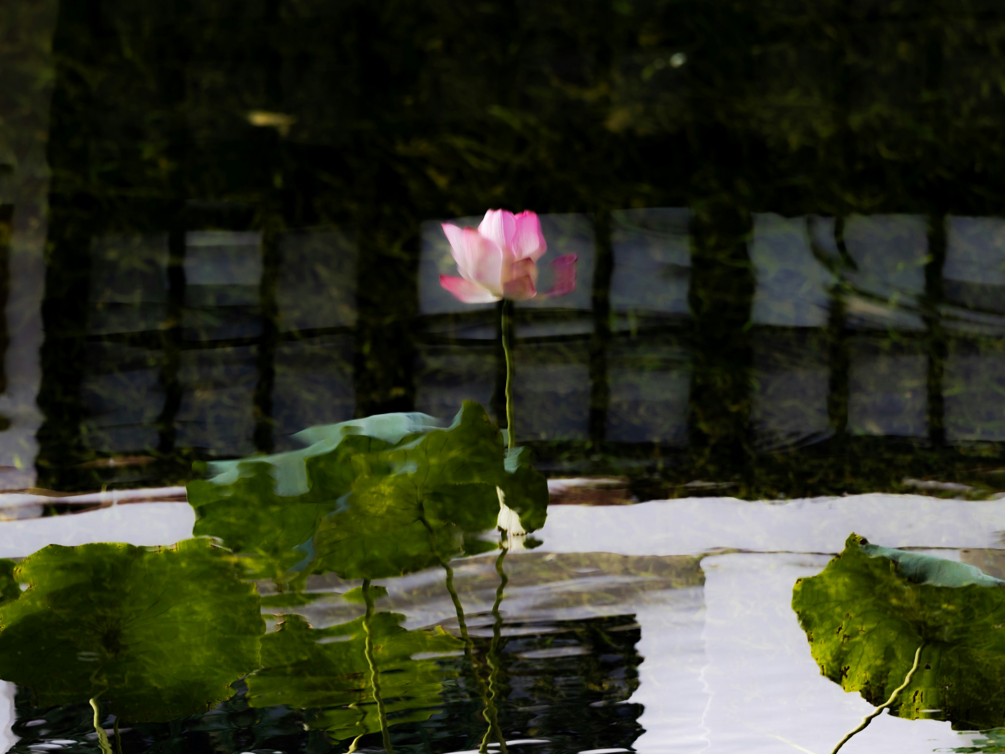 Pink Lotus Rising Over a Glassy Pond