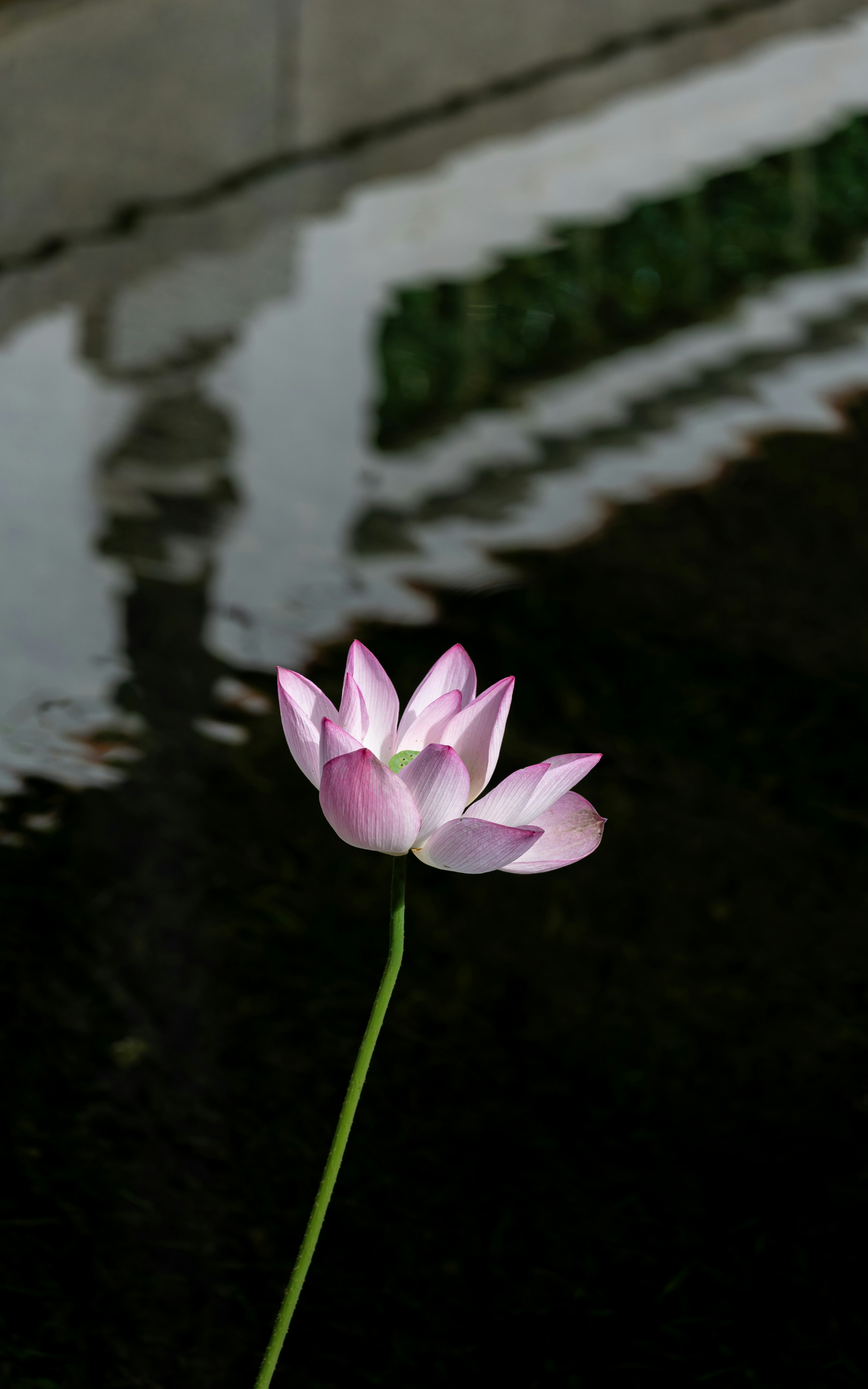 Solitary Pink Lotus Reaches Across a Mirror-dark Pond