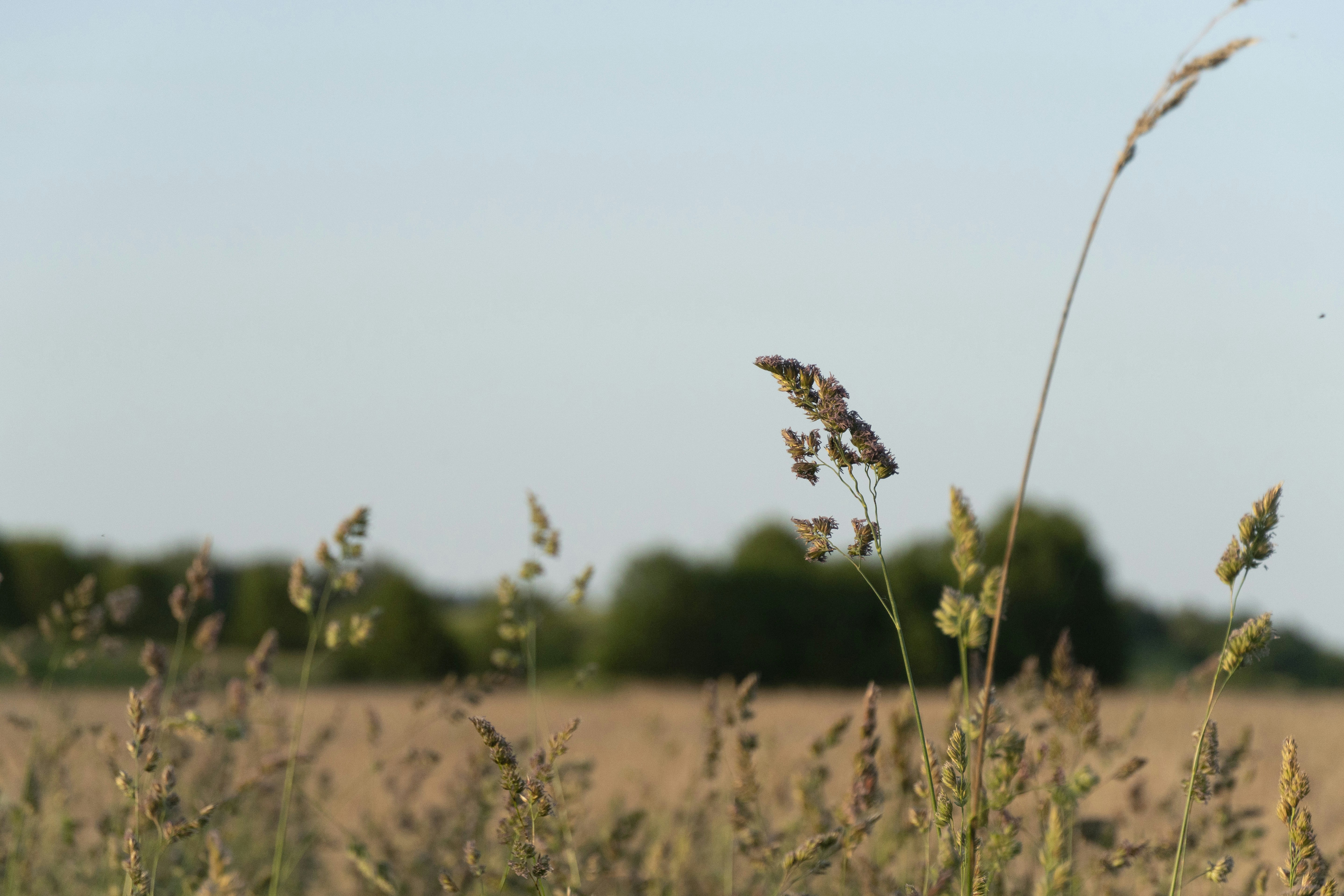 Close-up of golden-brown wild grasses swaying gently in a sunlit field, with a blurred horizon of distant trees and a clear sky, evoking a sense of tranquility and the beauty of late summer or early autumn.