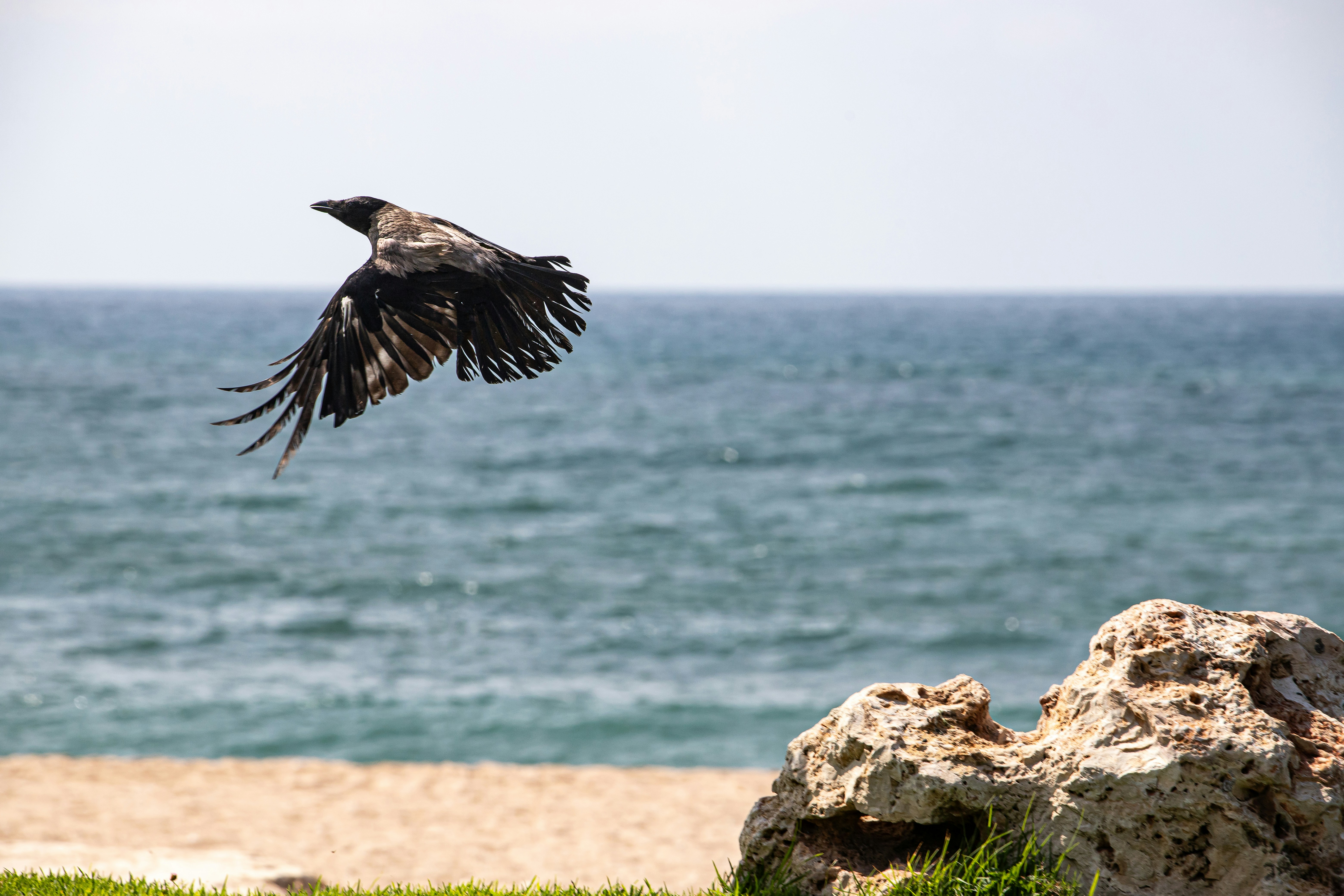 Soaring Shadows: The Dance of a Coastal Raven