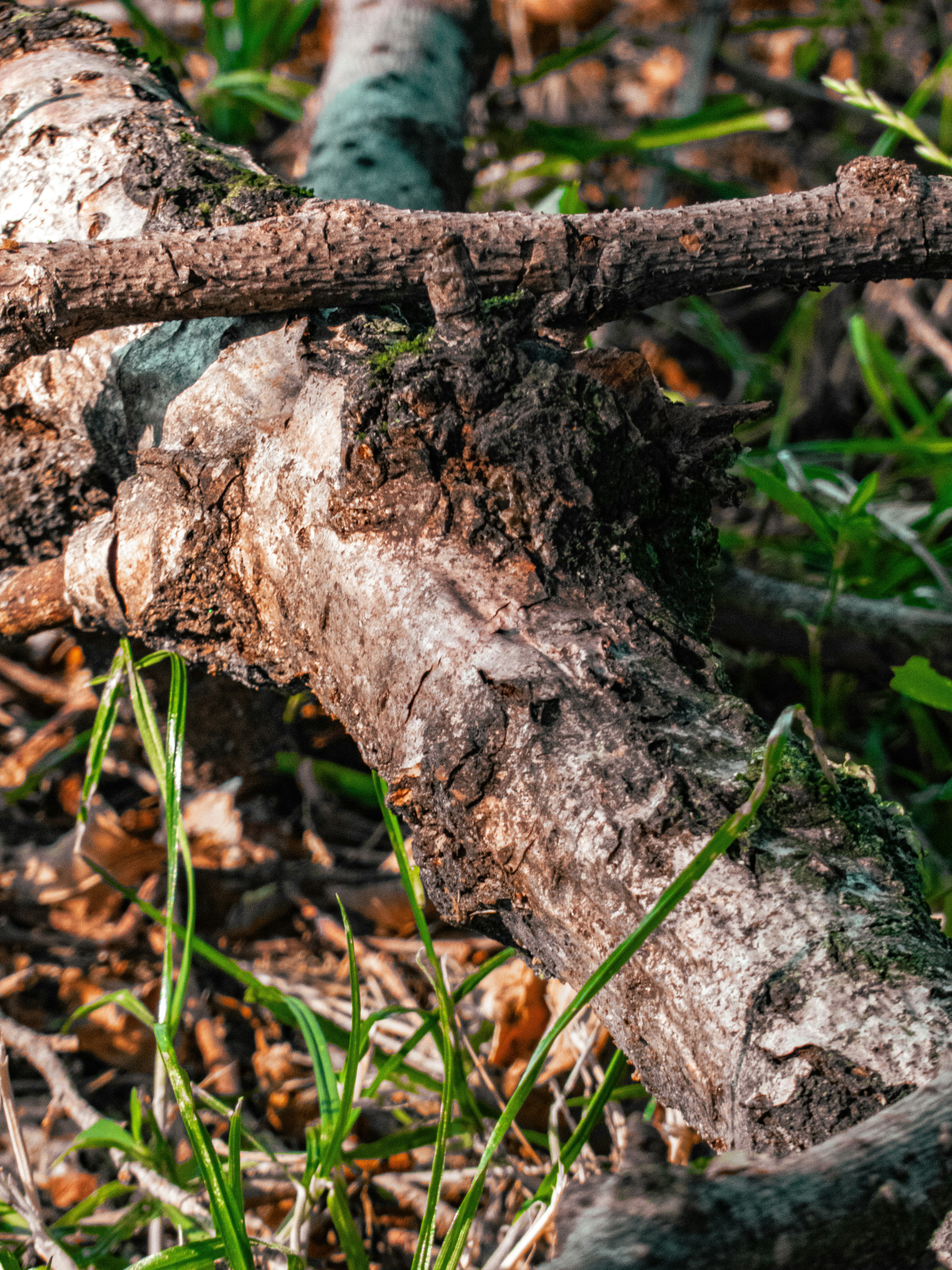 Pieces of wood on the ground