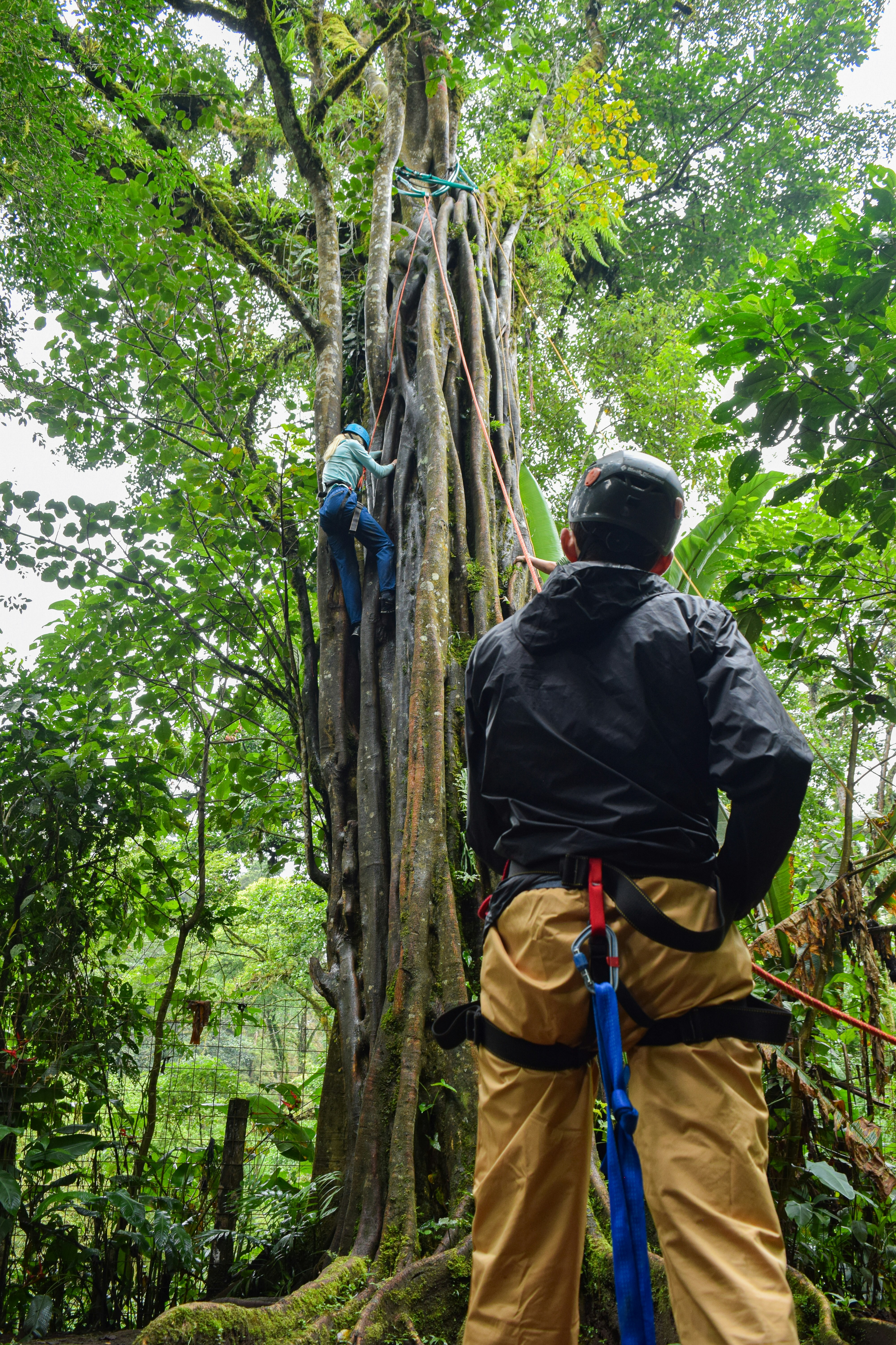 Ascend to the Canopy: A Climber's Journey