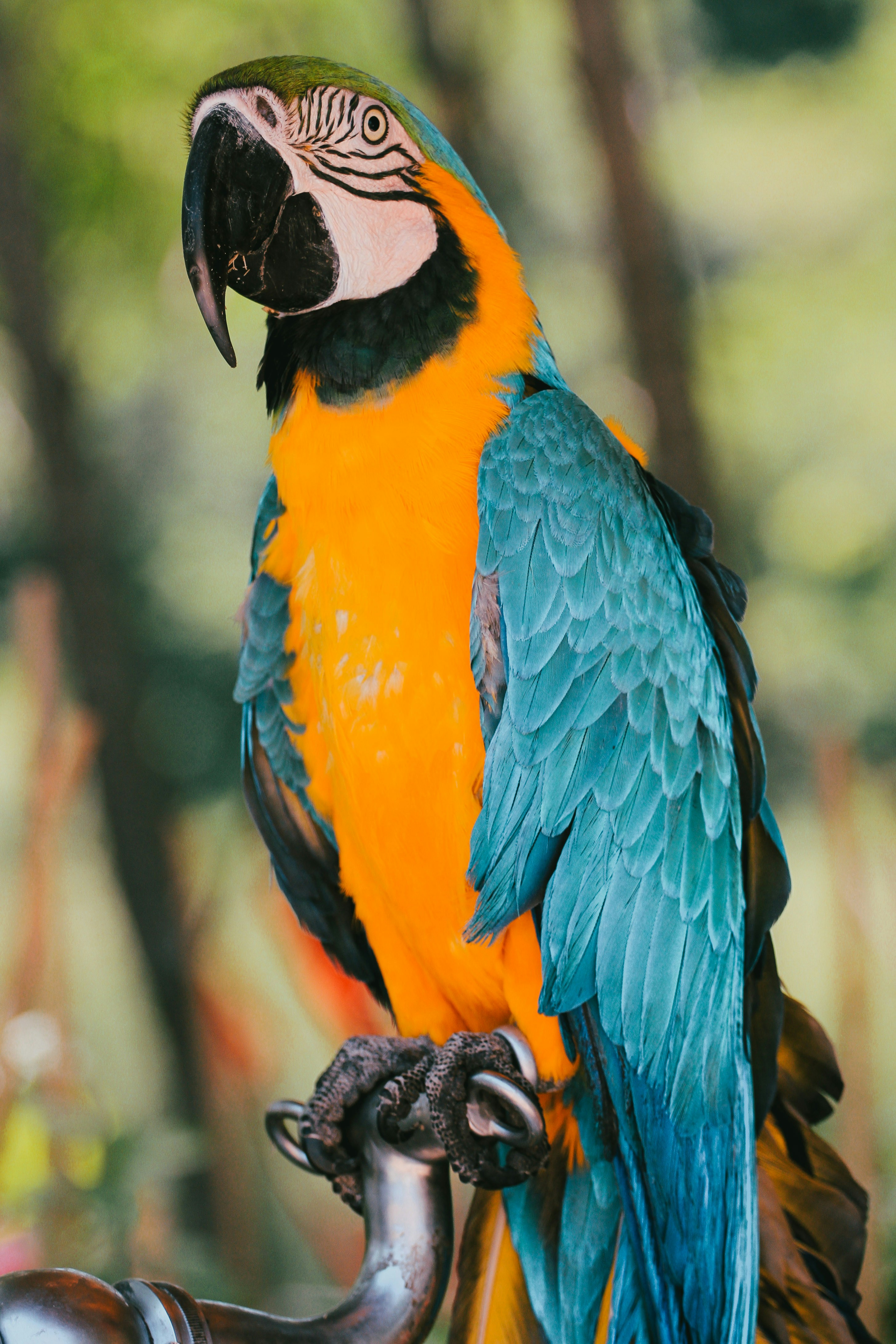 A colorful parrot perches on a shiny bar.