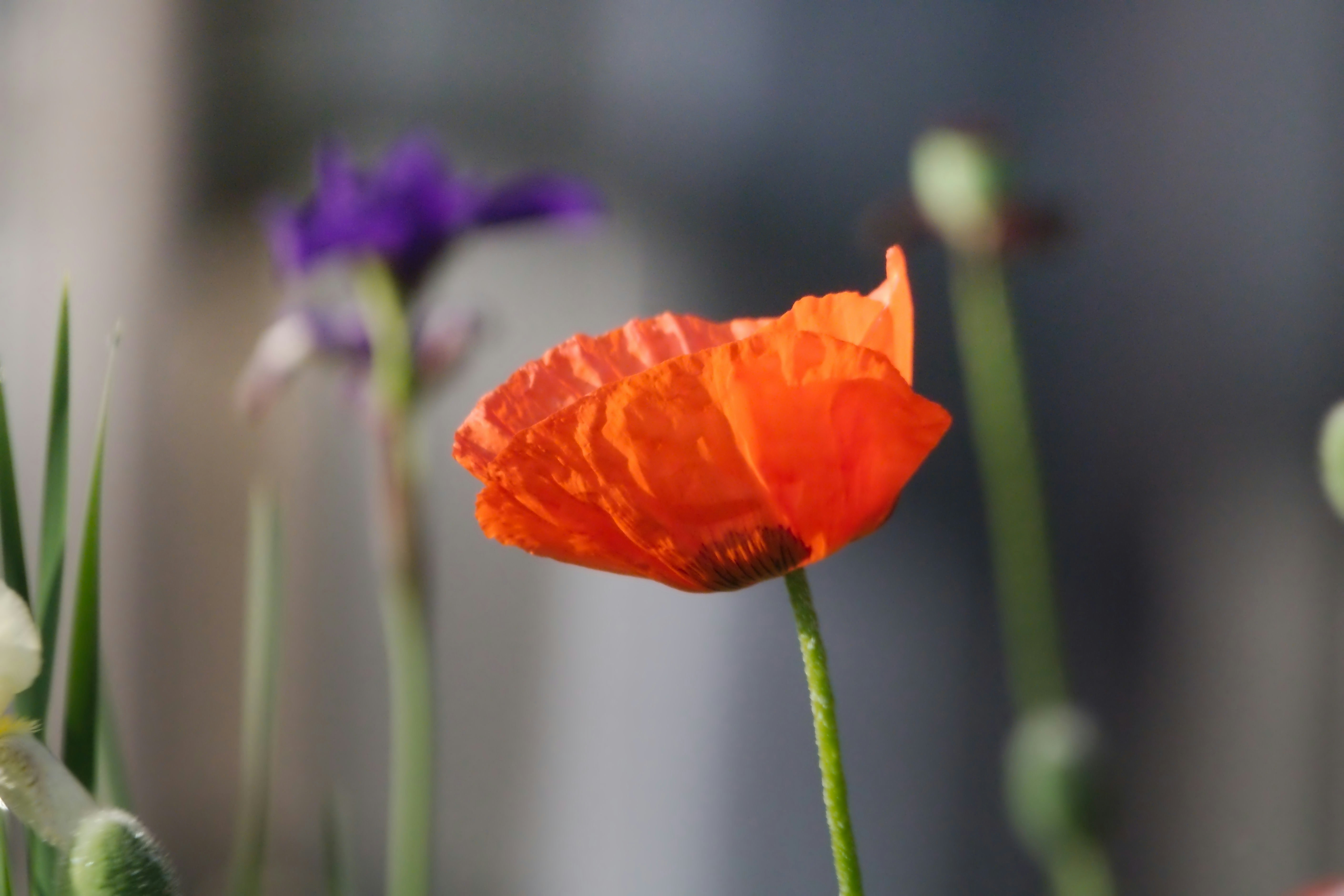 Vibrant Elegance of the Poppy