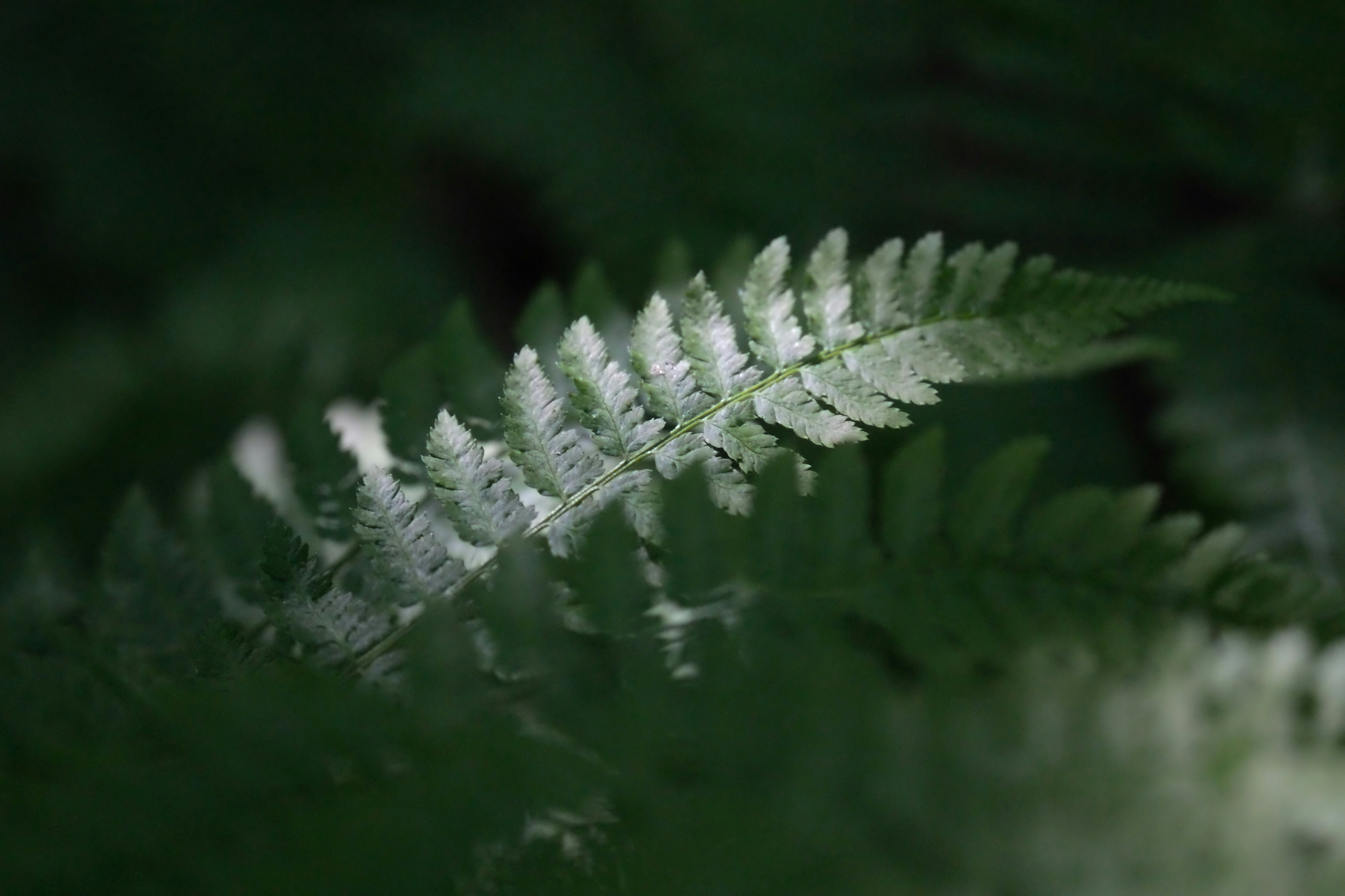 Lush green fern leaves illuminated softly against a dark background, showcasing intricate textures and patterns.
