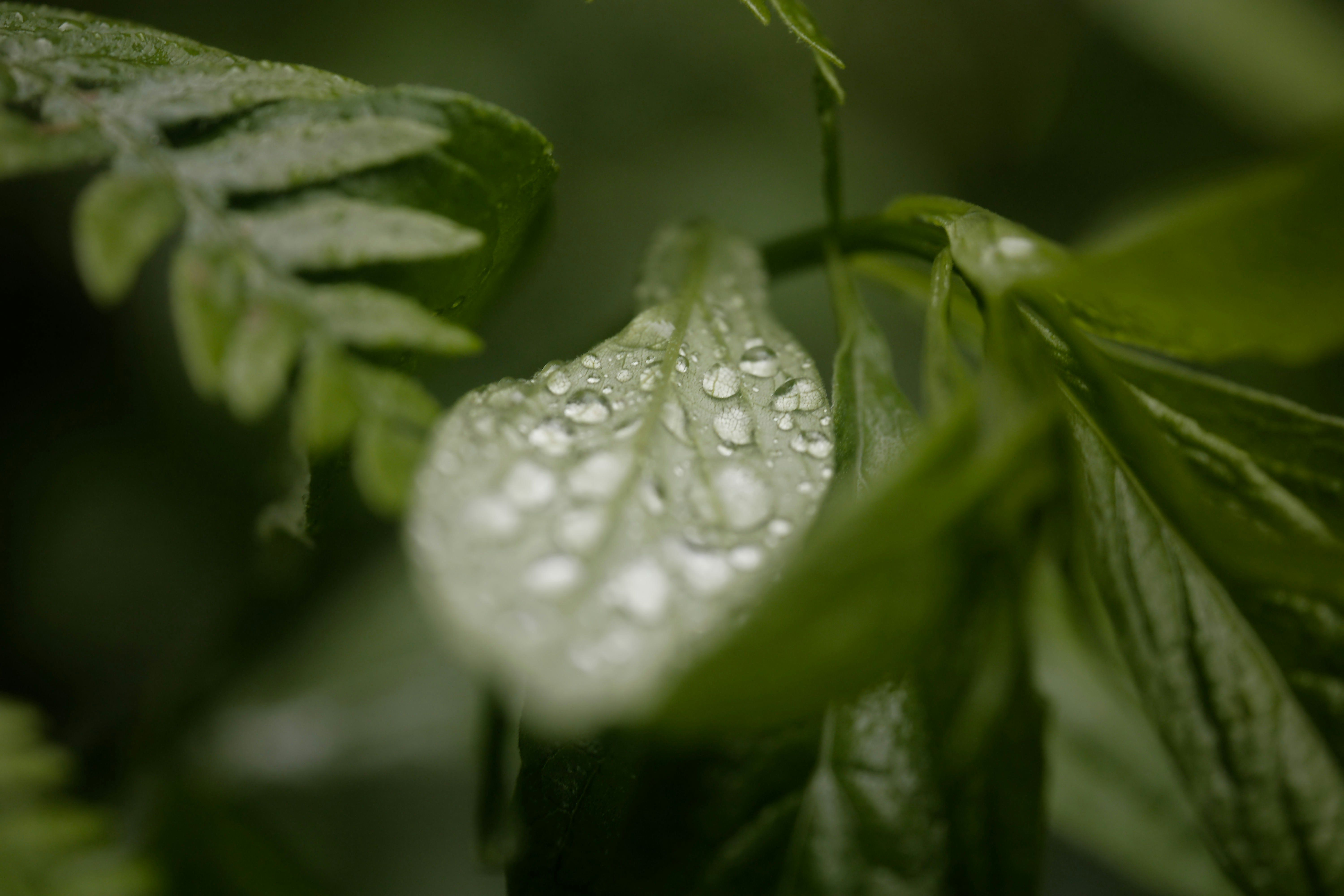 Nature's Crystal Beads: A Leaf's Morning Adornment
