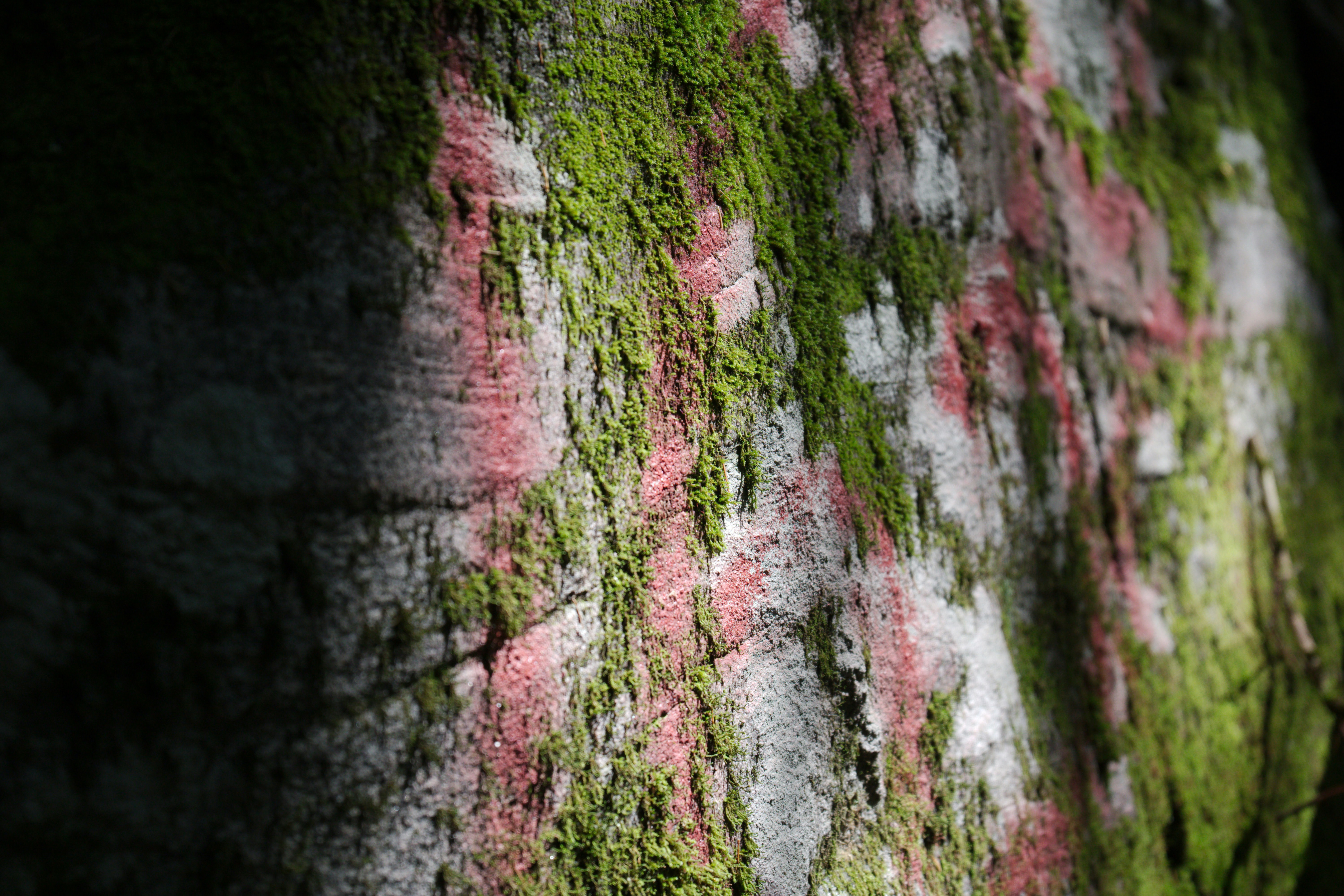 Pink Lichen Trails Across a Moss-Covered Rock Face