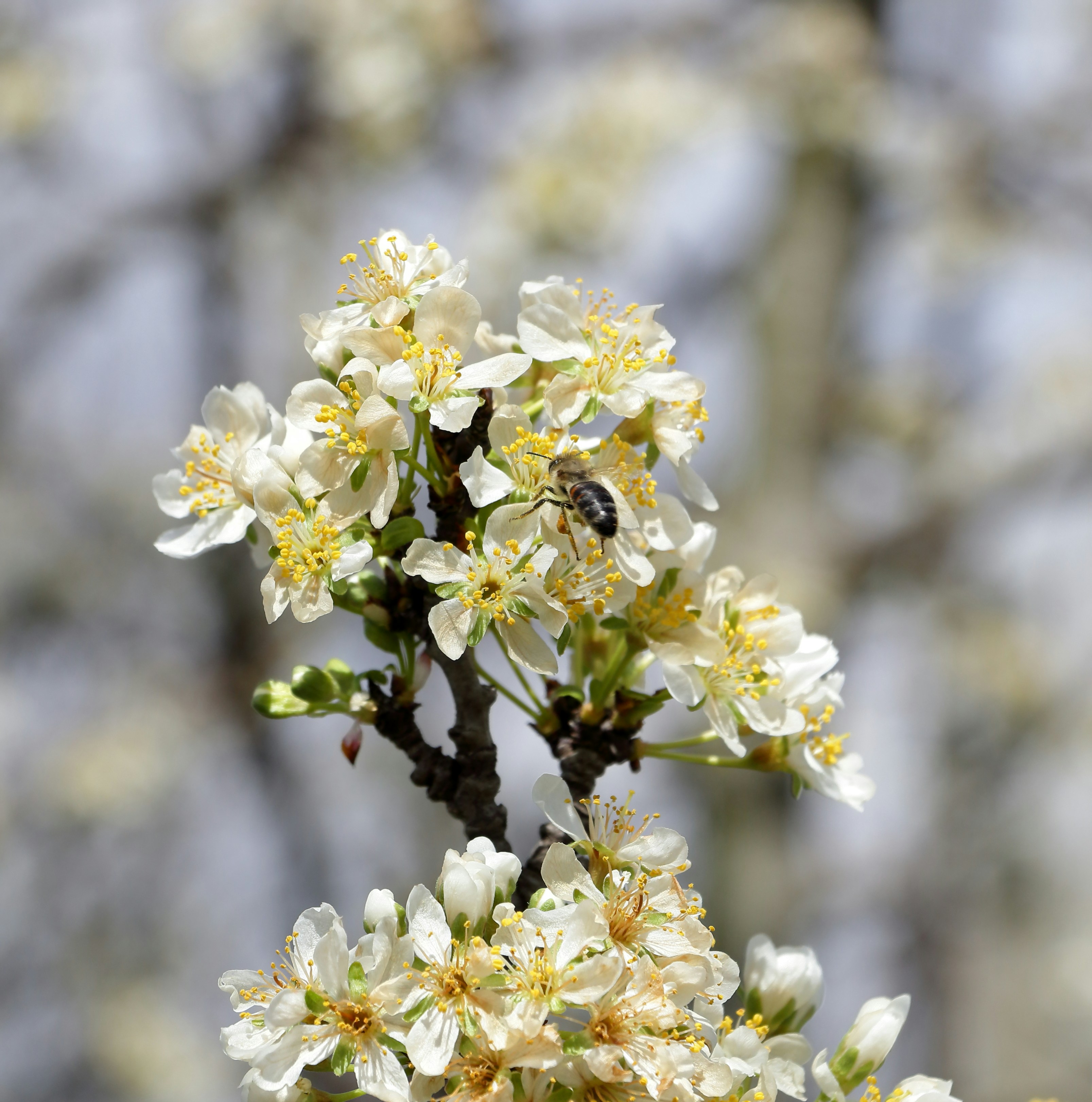 Blossoms in Focus: Bee on White Apricot Bloom
