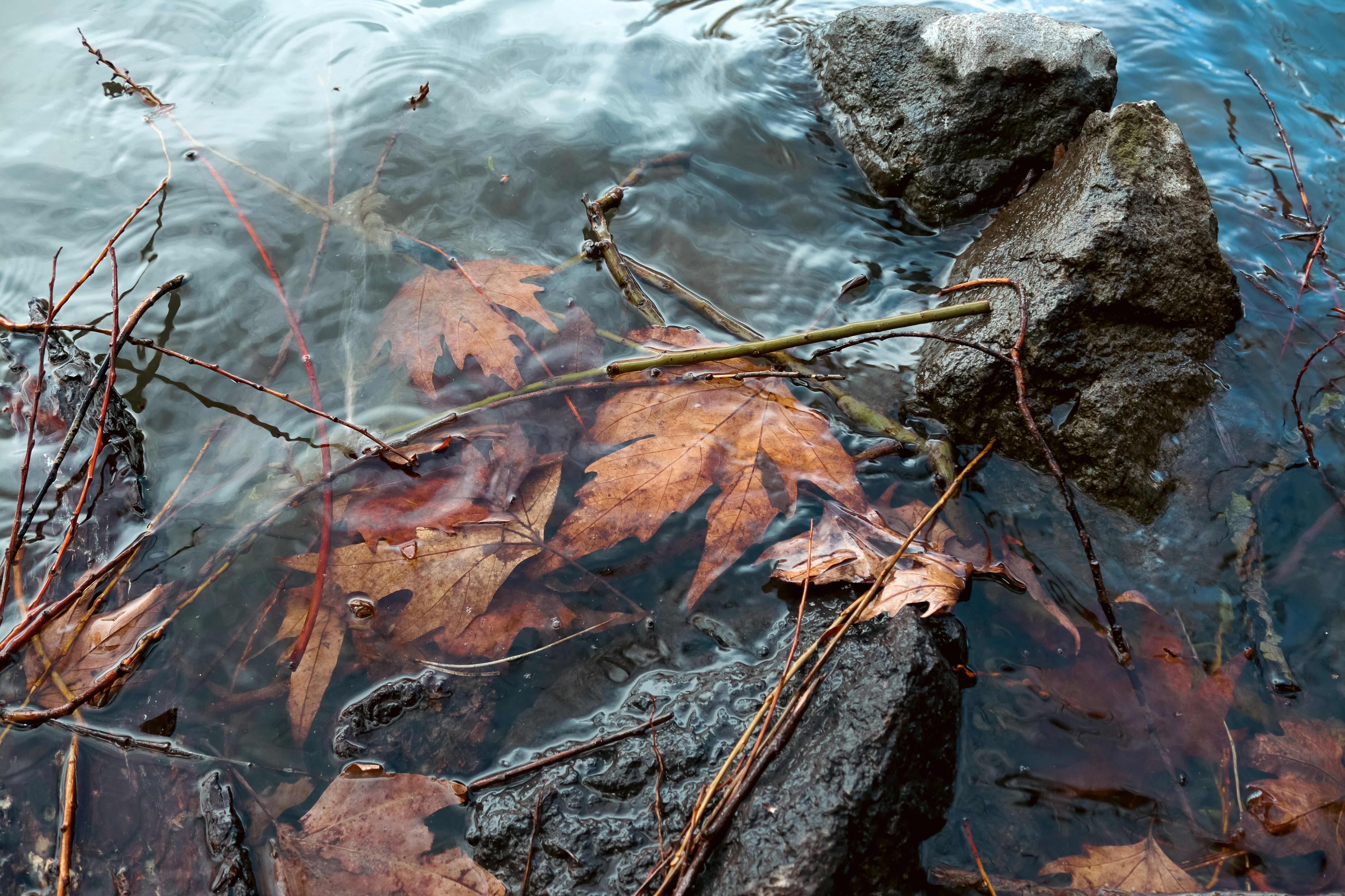Autumn leaves submerged in water, interspersed with rocks, creating a serene natural composition.
