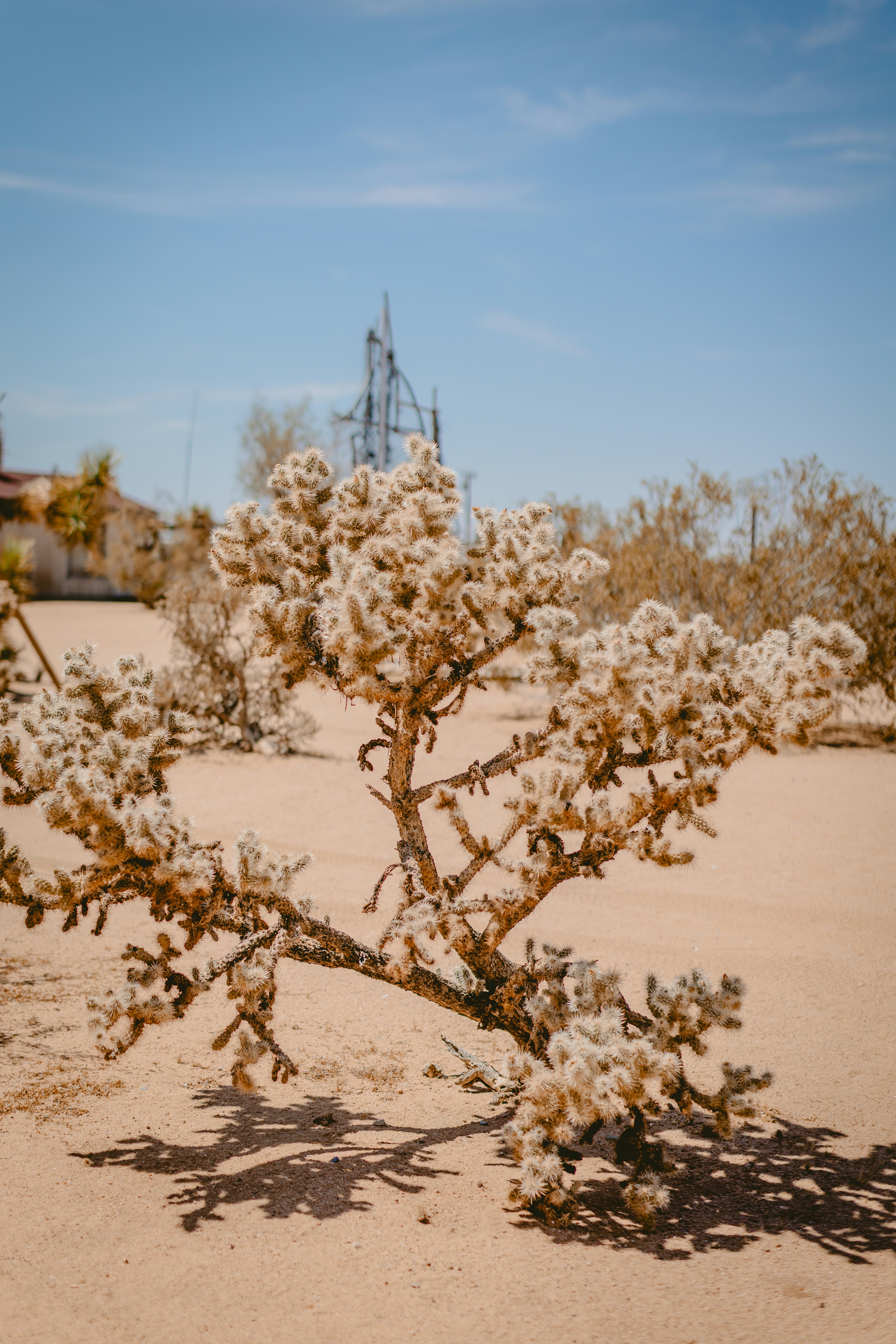 Whispers of the Desert: A Flora Portrait
