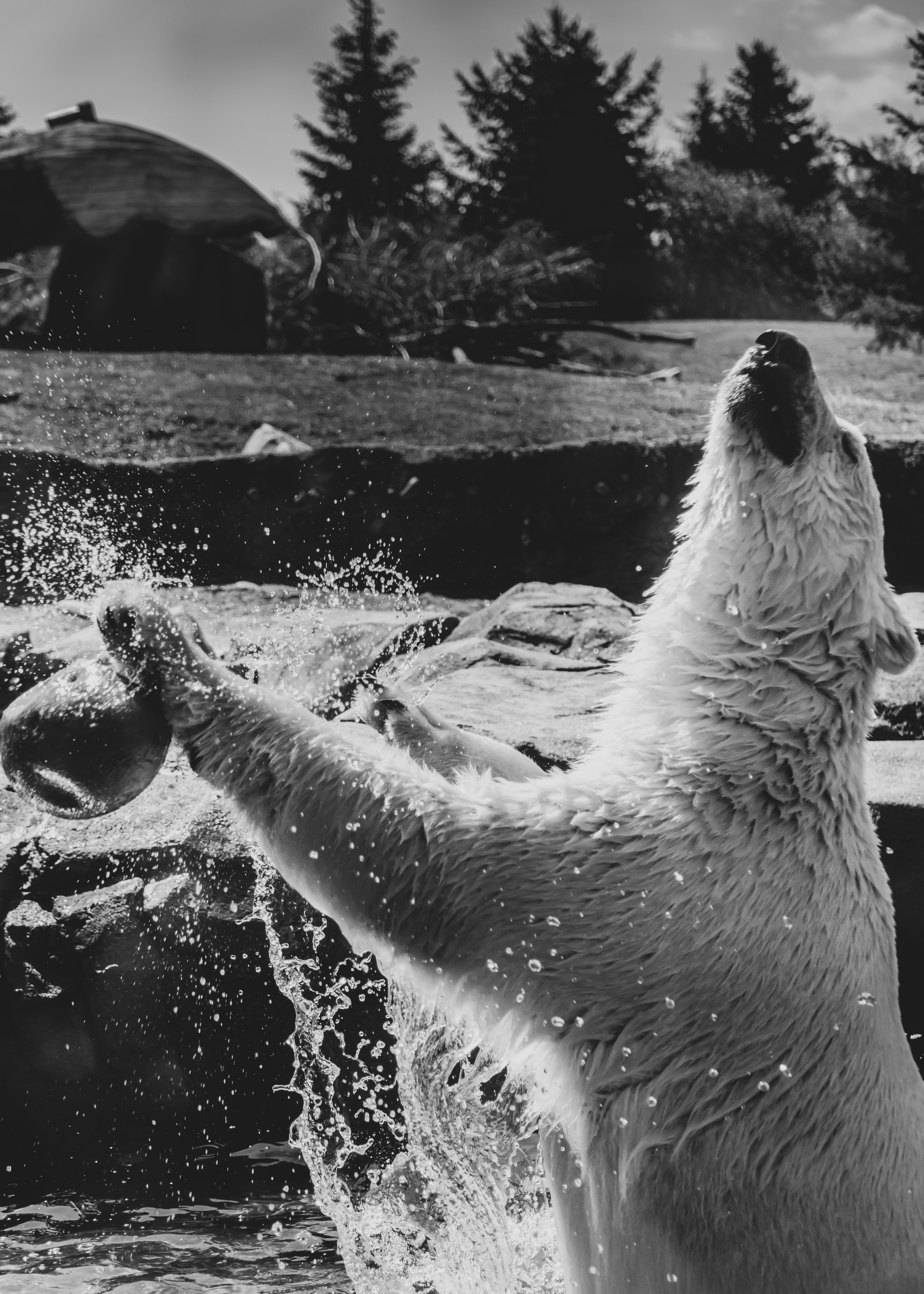 The Joyful Splash of a Polar Performer