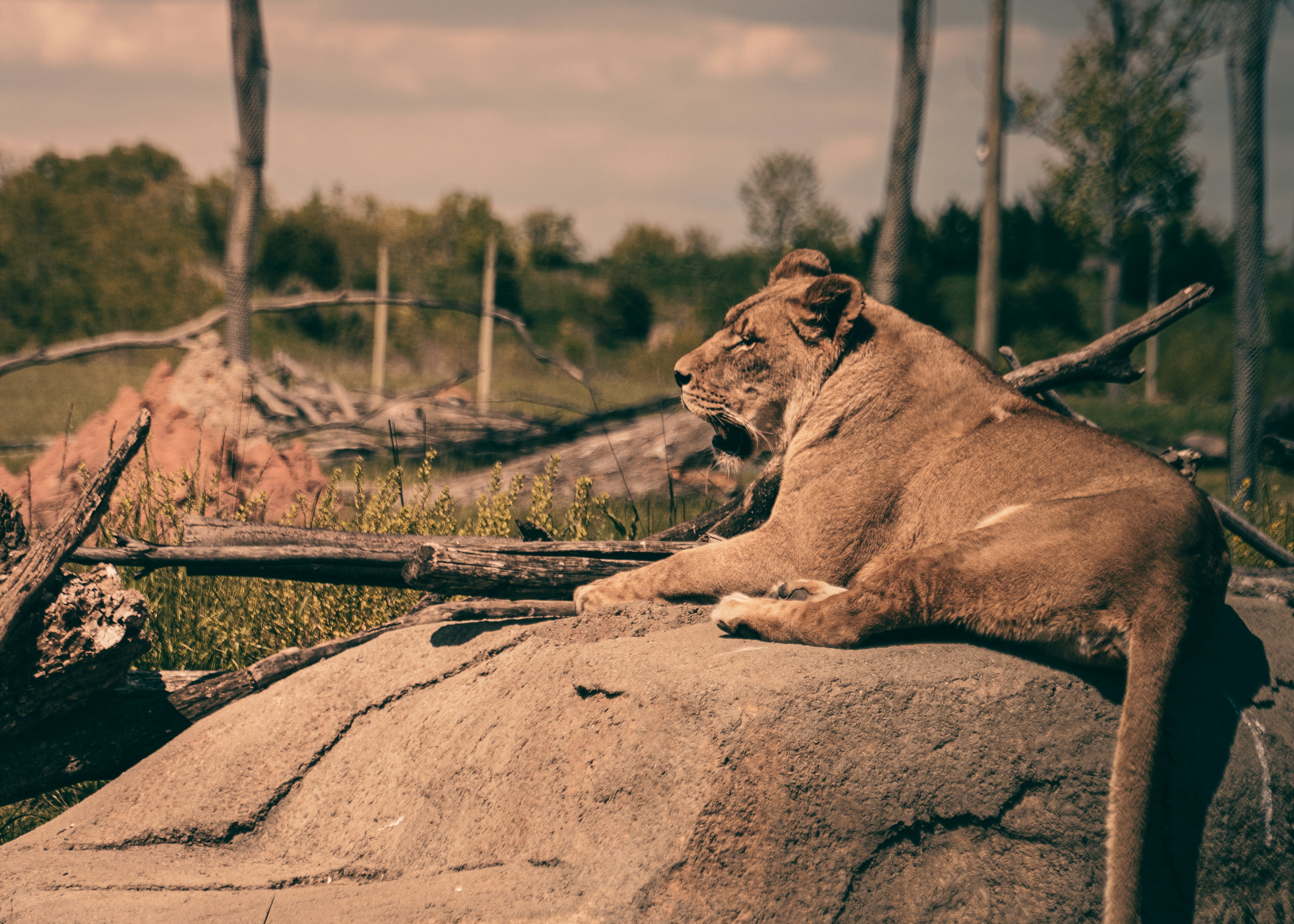 A lioness rests on a rock in its habitat.