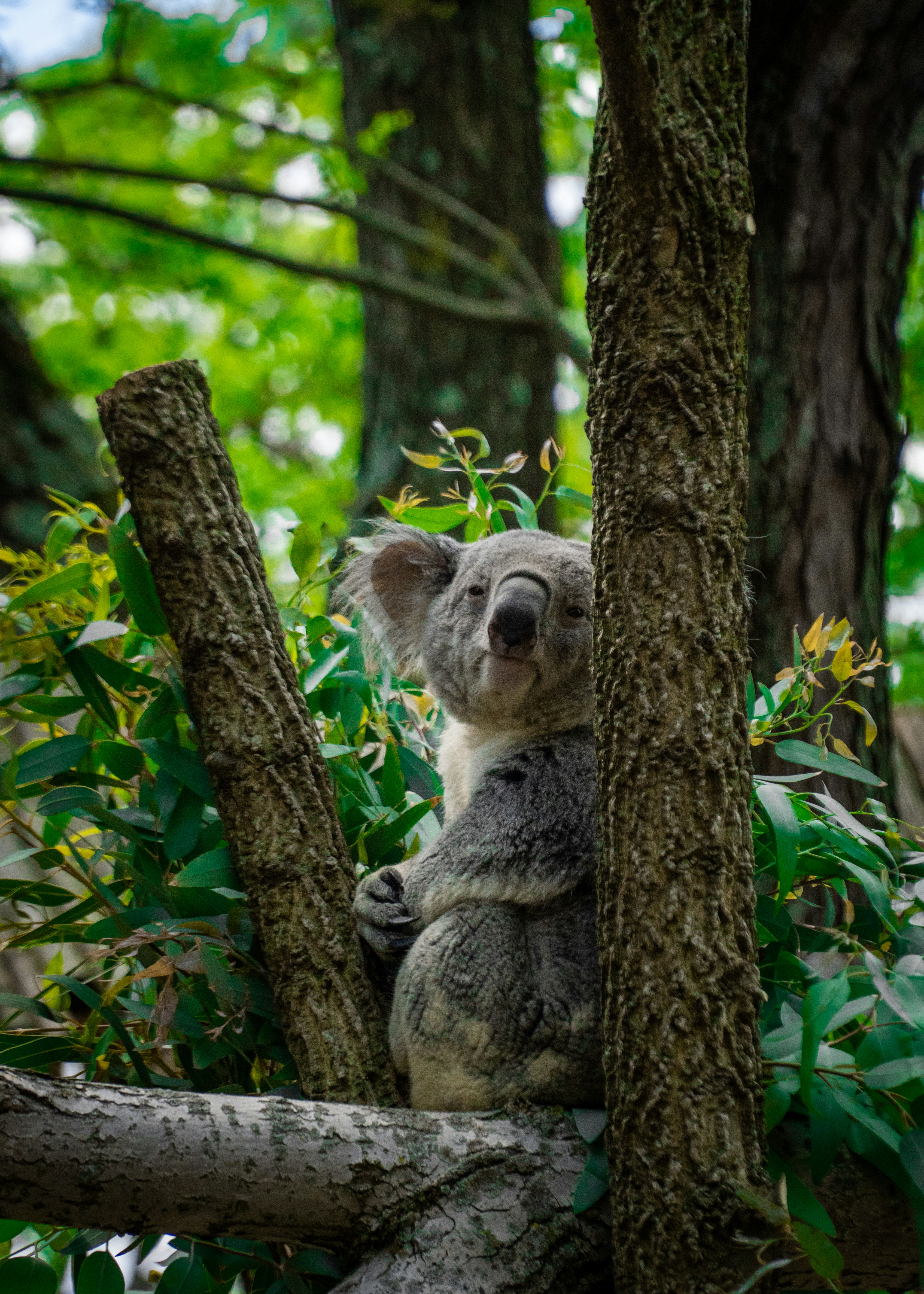A koala sits comfortably in a tree. photo – Free Wildlife Image on Unsplash