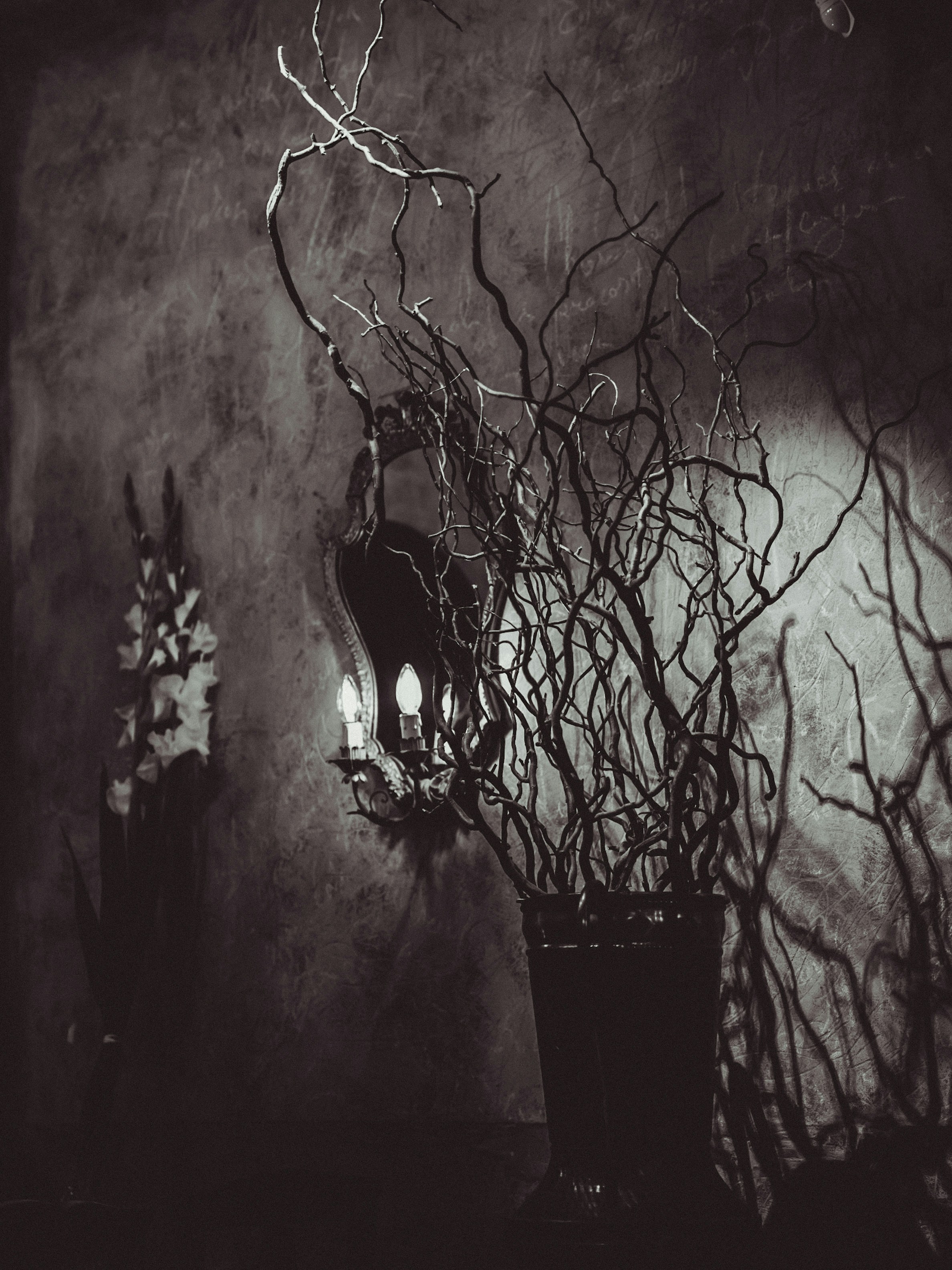 Spooky branches cast eerie shadows on the wall.