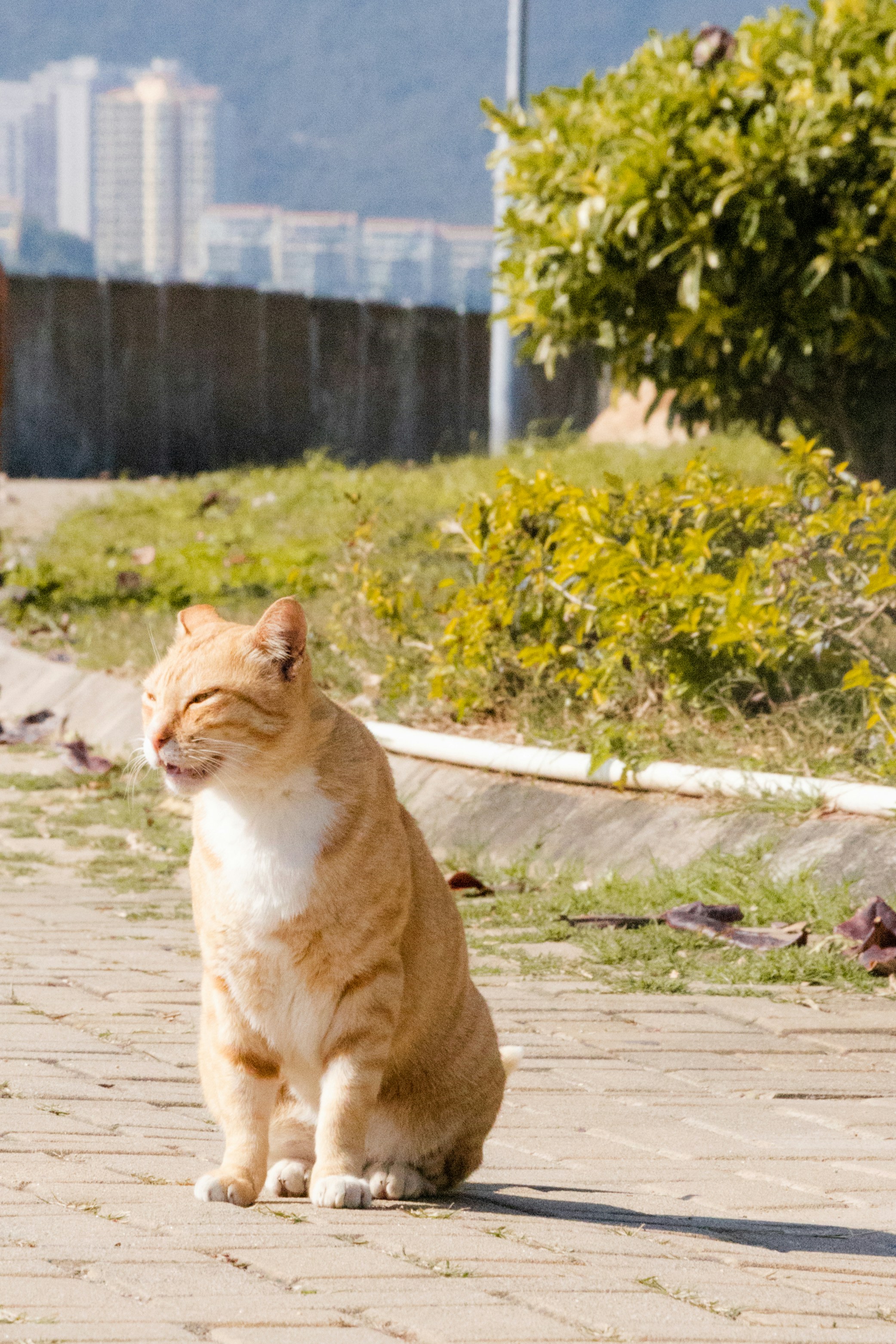 Sunlit Ginger Cat on a Parkside Path