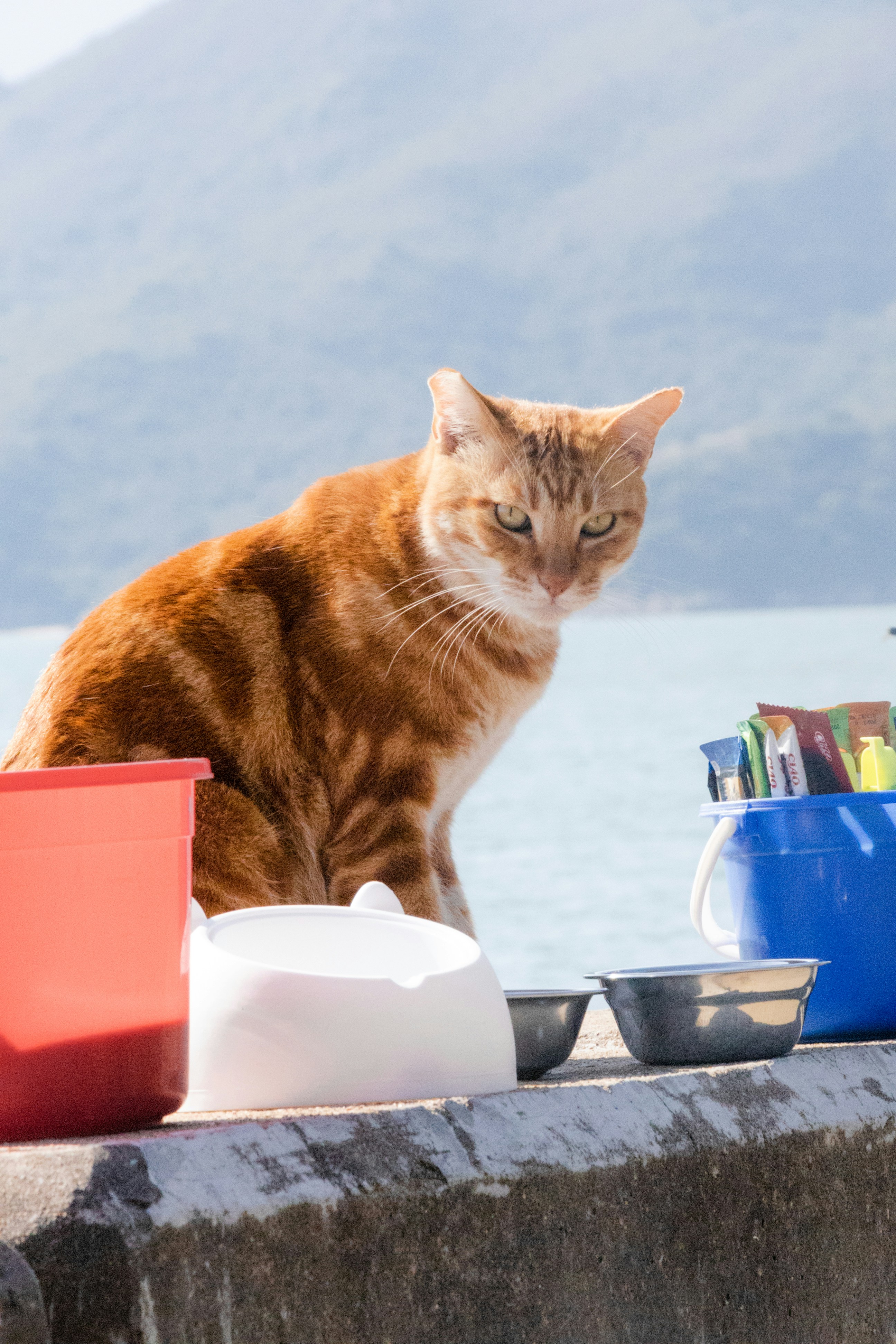 Orange tabby by the shoreline: calm focus among outdoor utensils