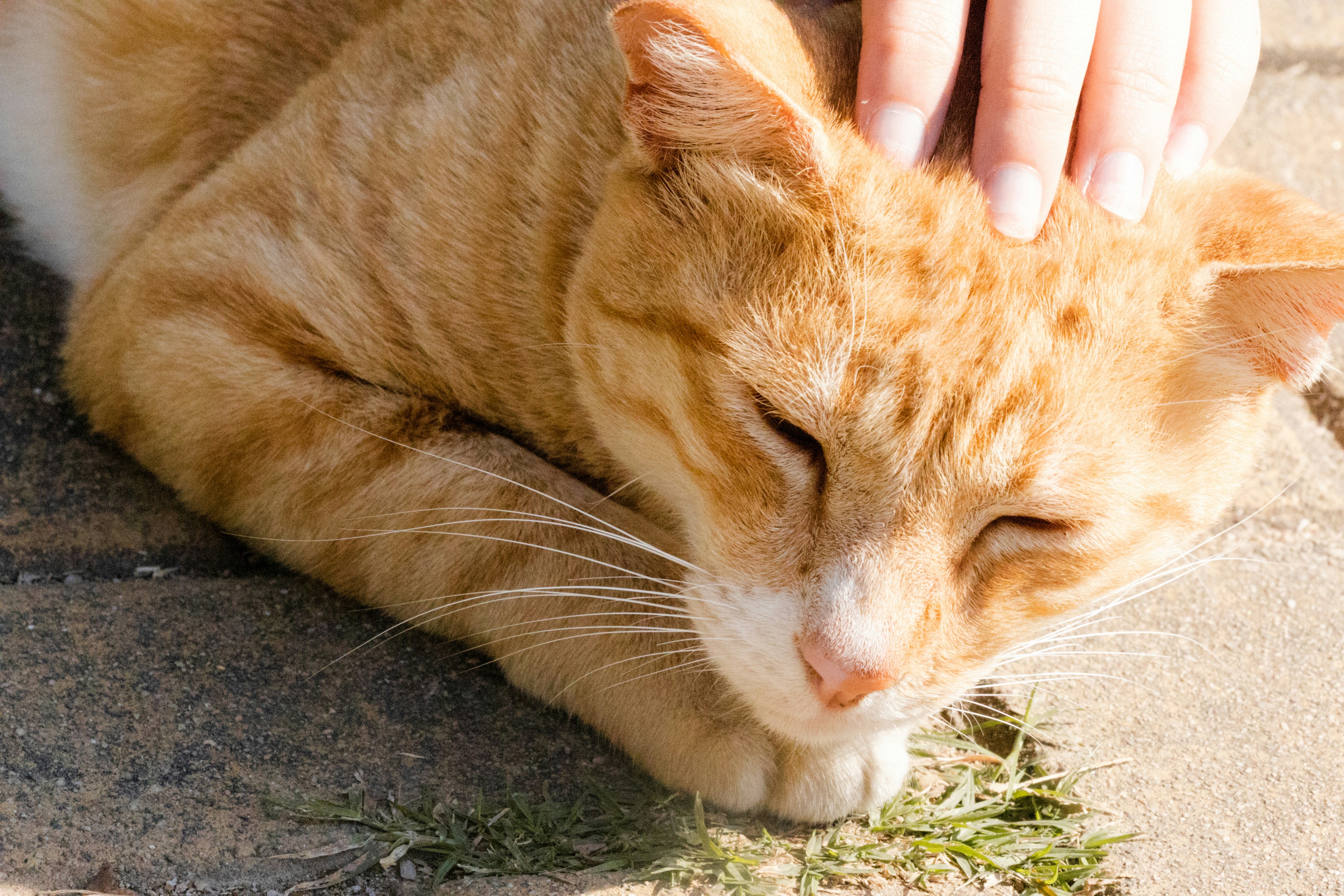 Sunlit Gingernap: a quiet moment as a cat savors a gentle head rub