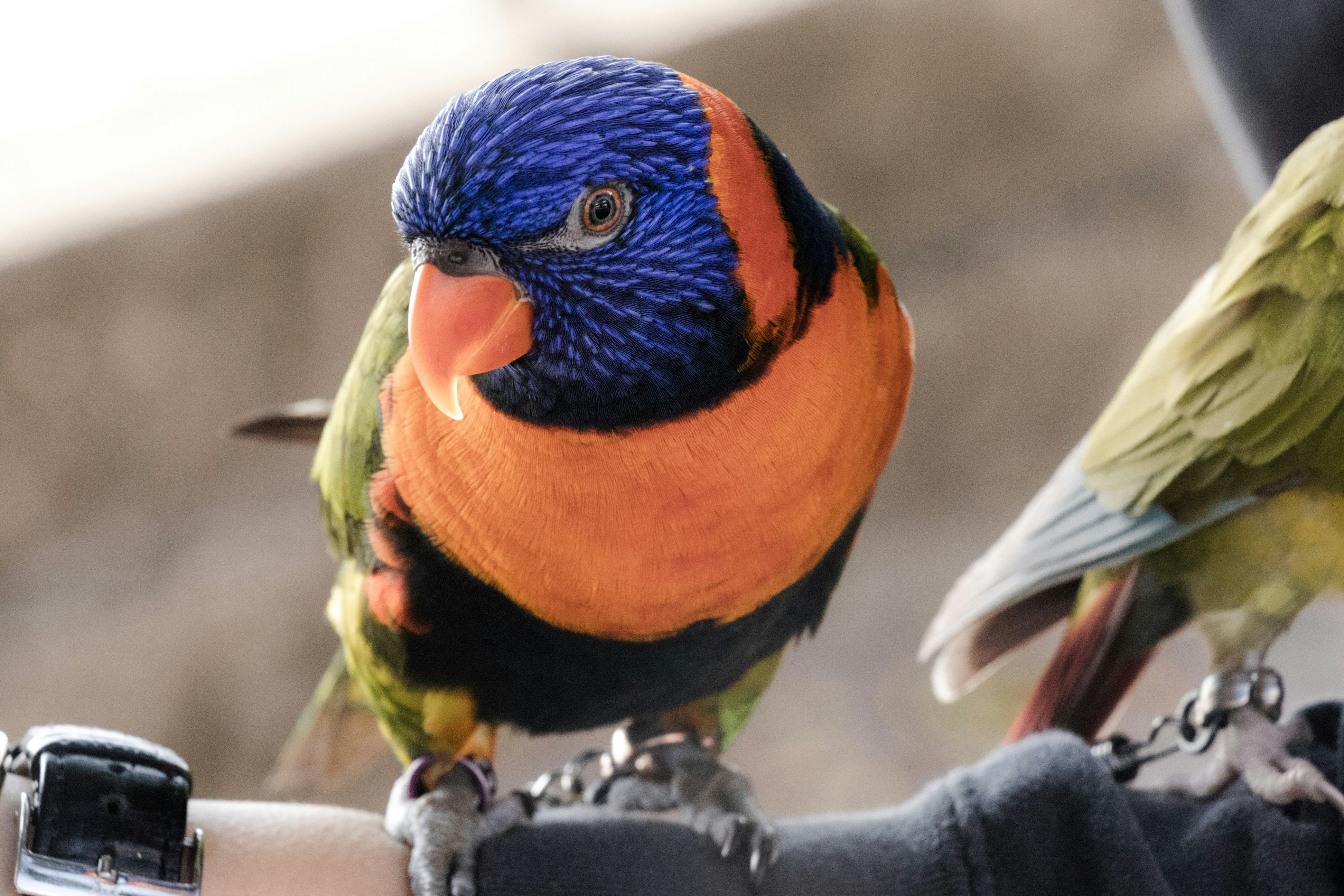 Vibrant Plumage: A Close Encounter with Nature's Palette