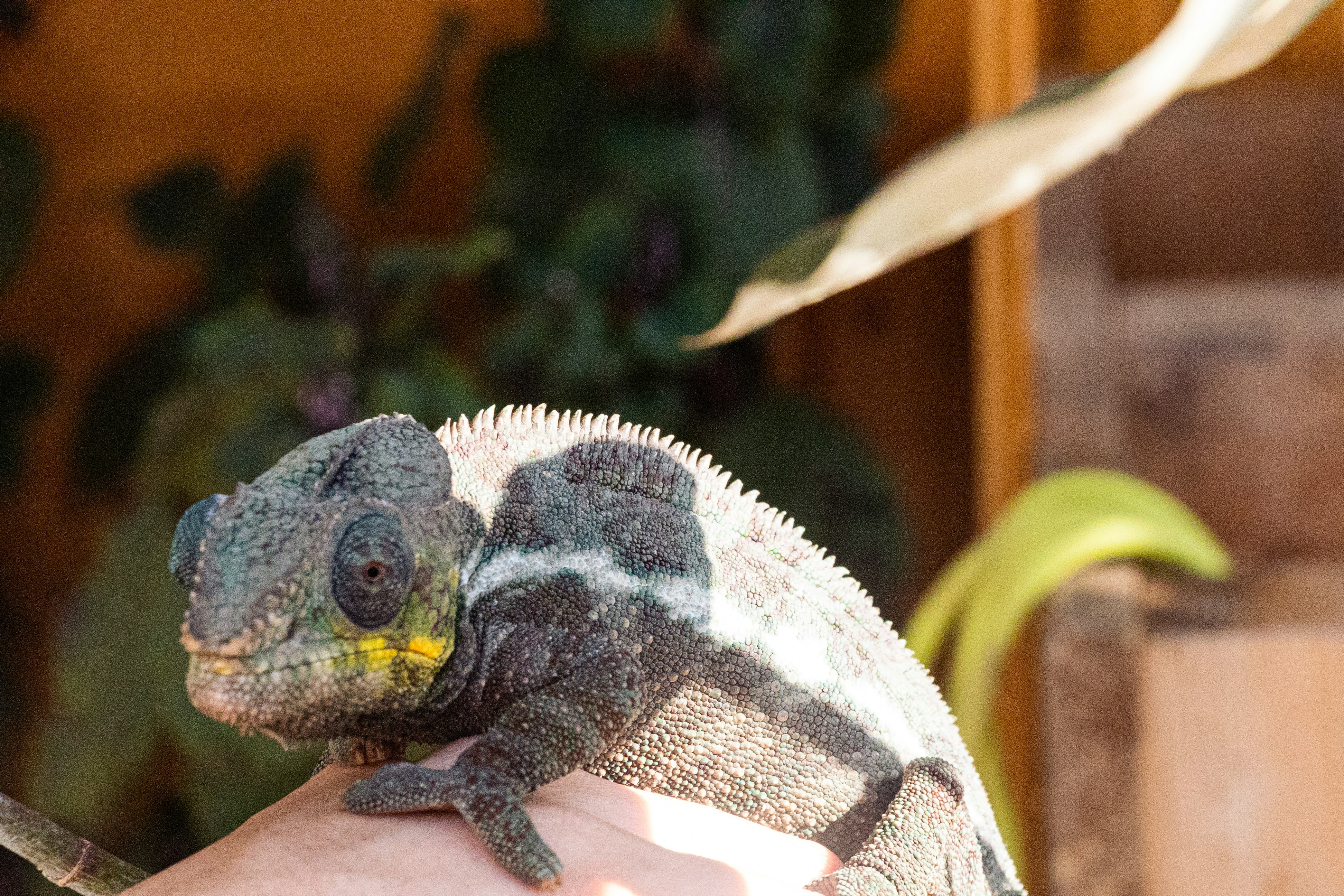 The Colorful Guardian of the Garden