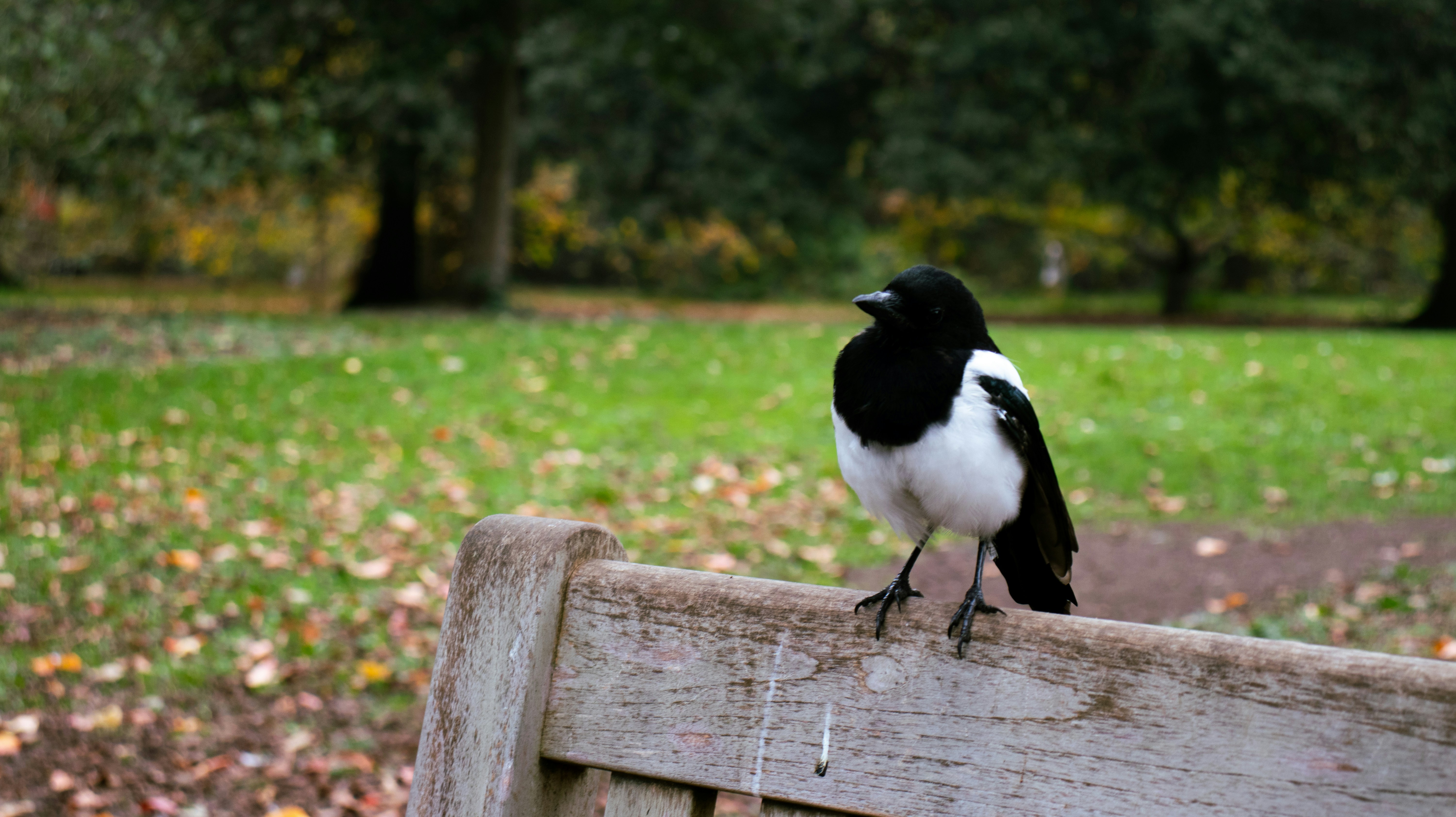 Perched in Autumn's Embrace