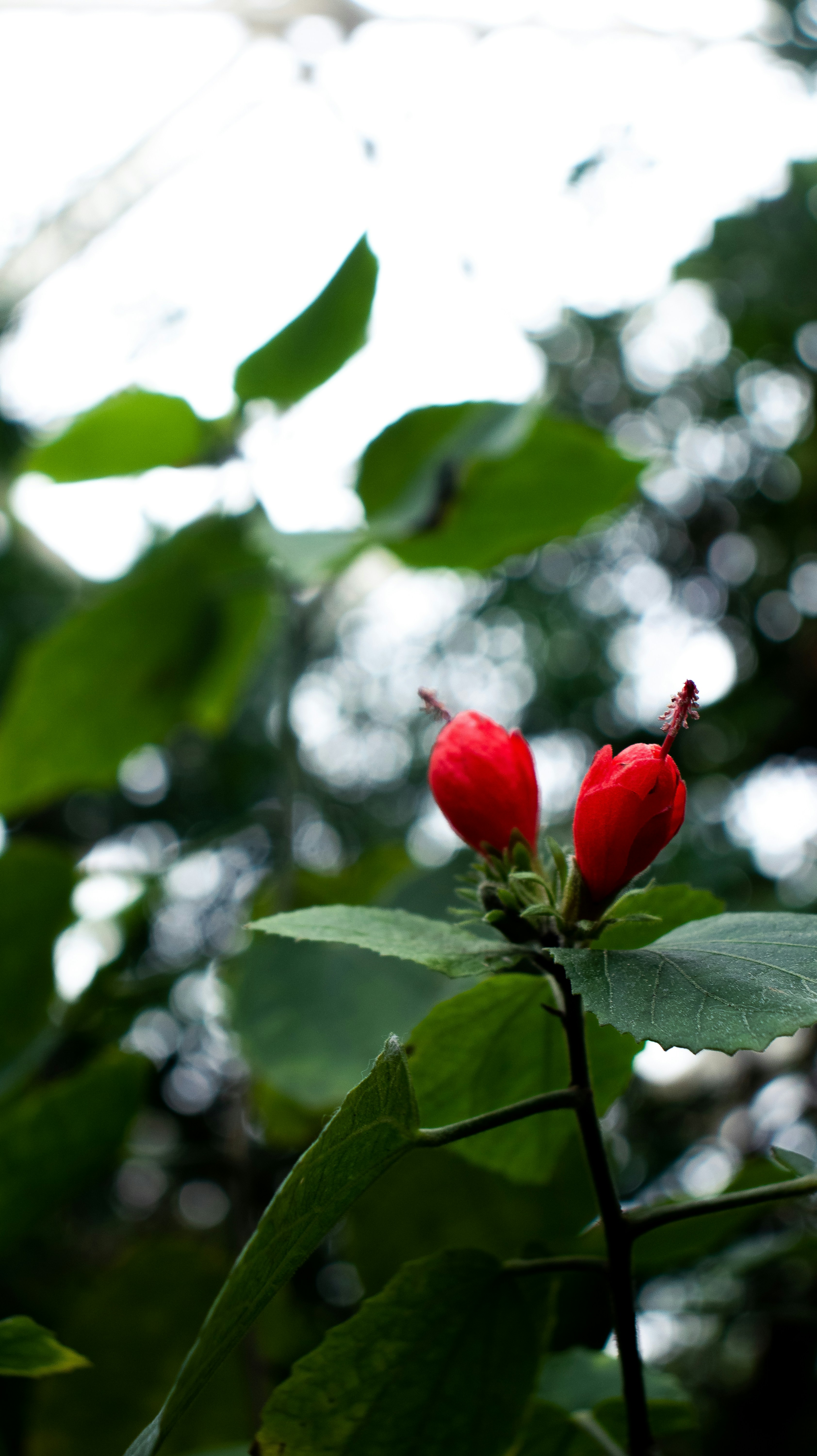 Crimson Blooms Amidst Verdant Shadows