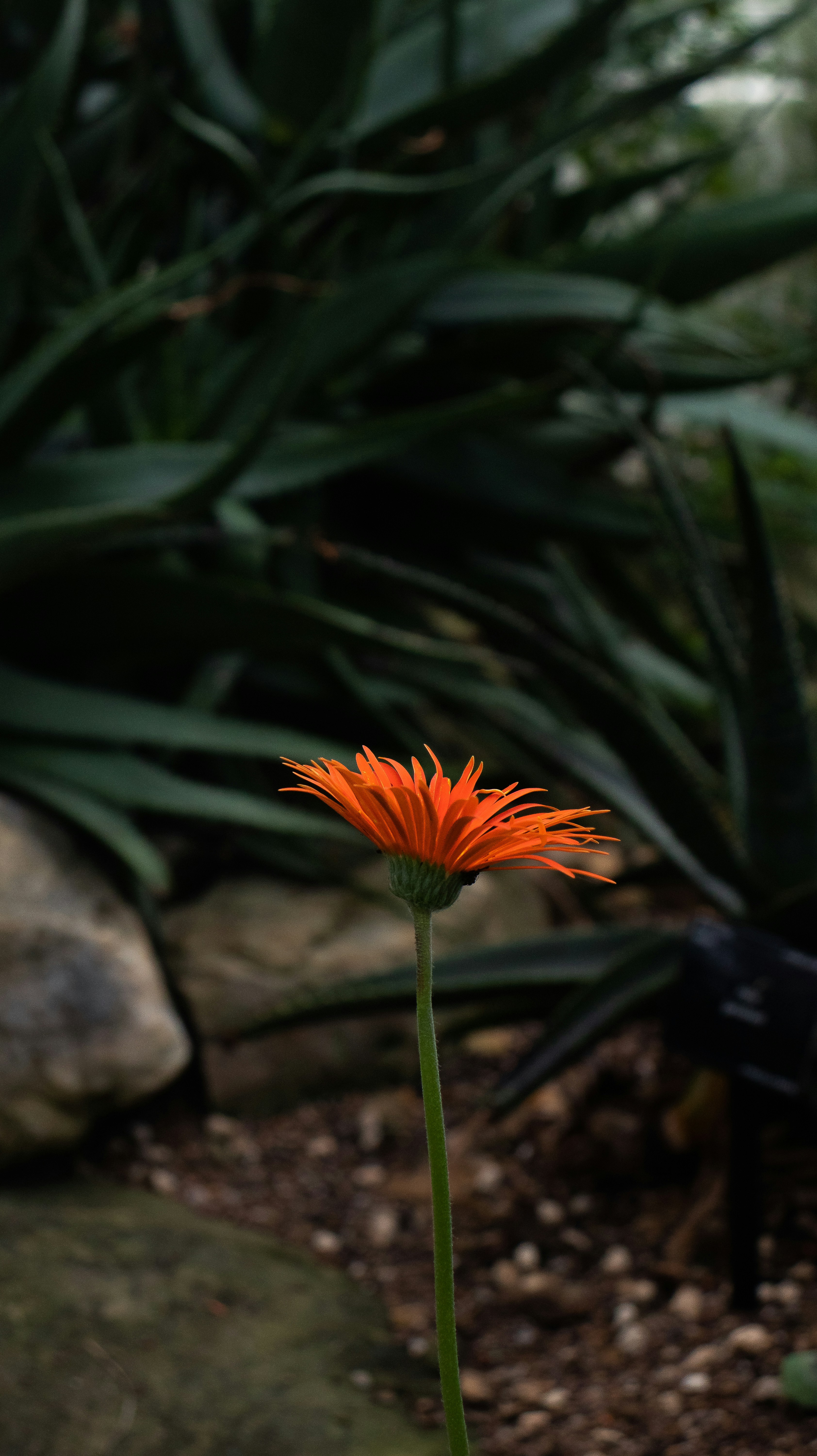 Orange Bloom Rising Above the Garden's Green Veil