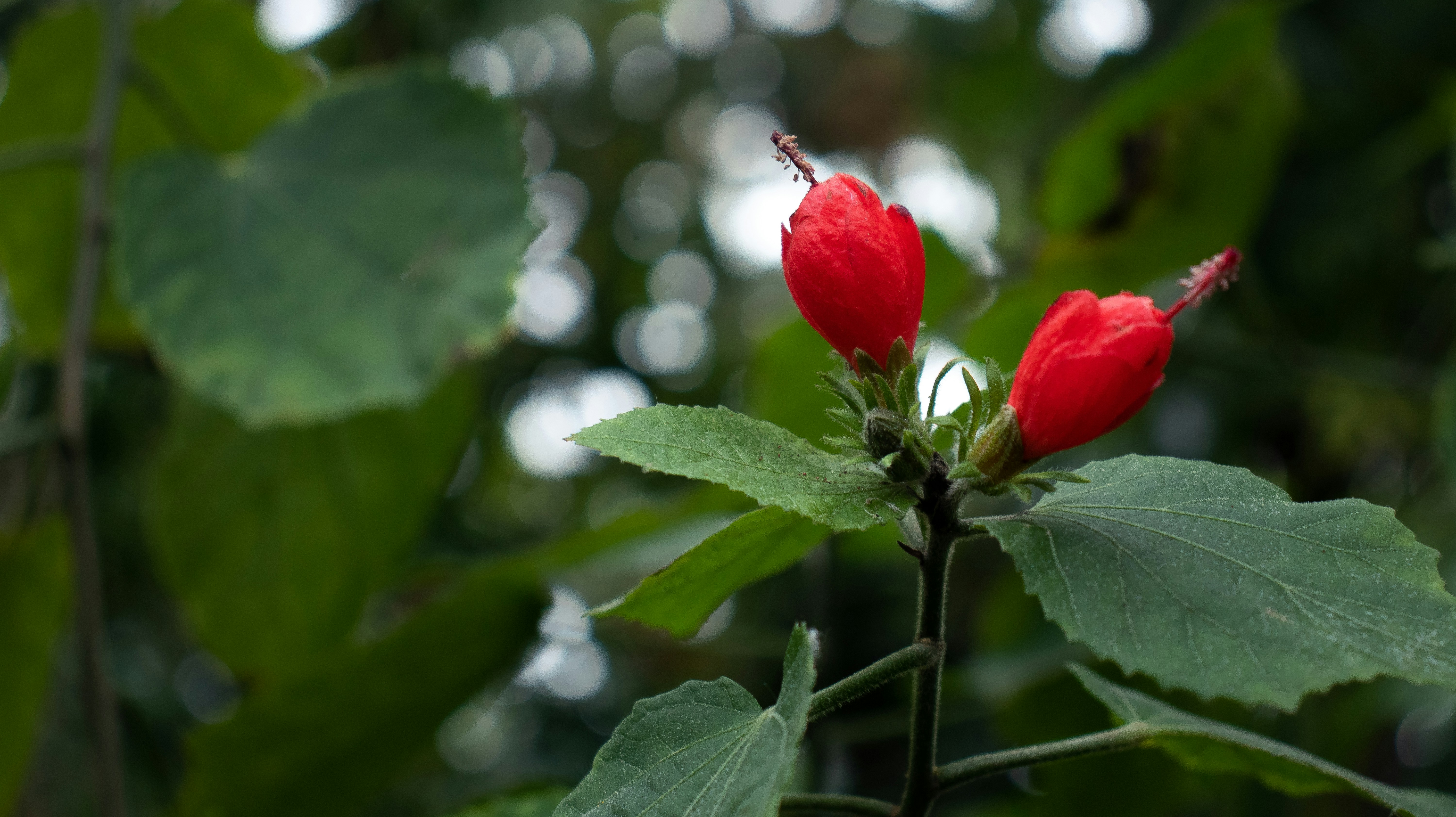 Vibrant Blossoms Amidst Lush Greenery