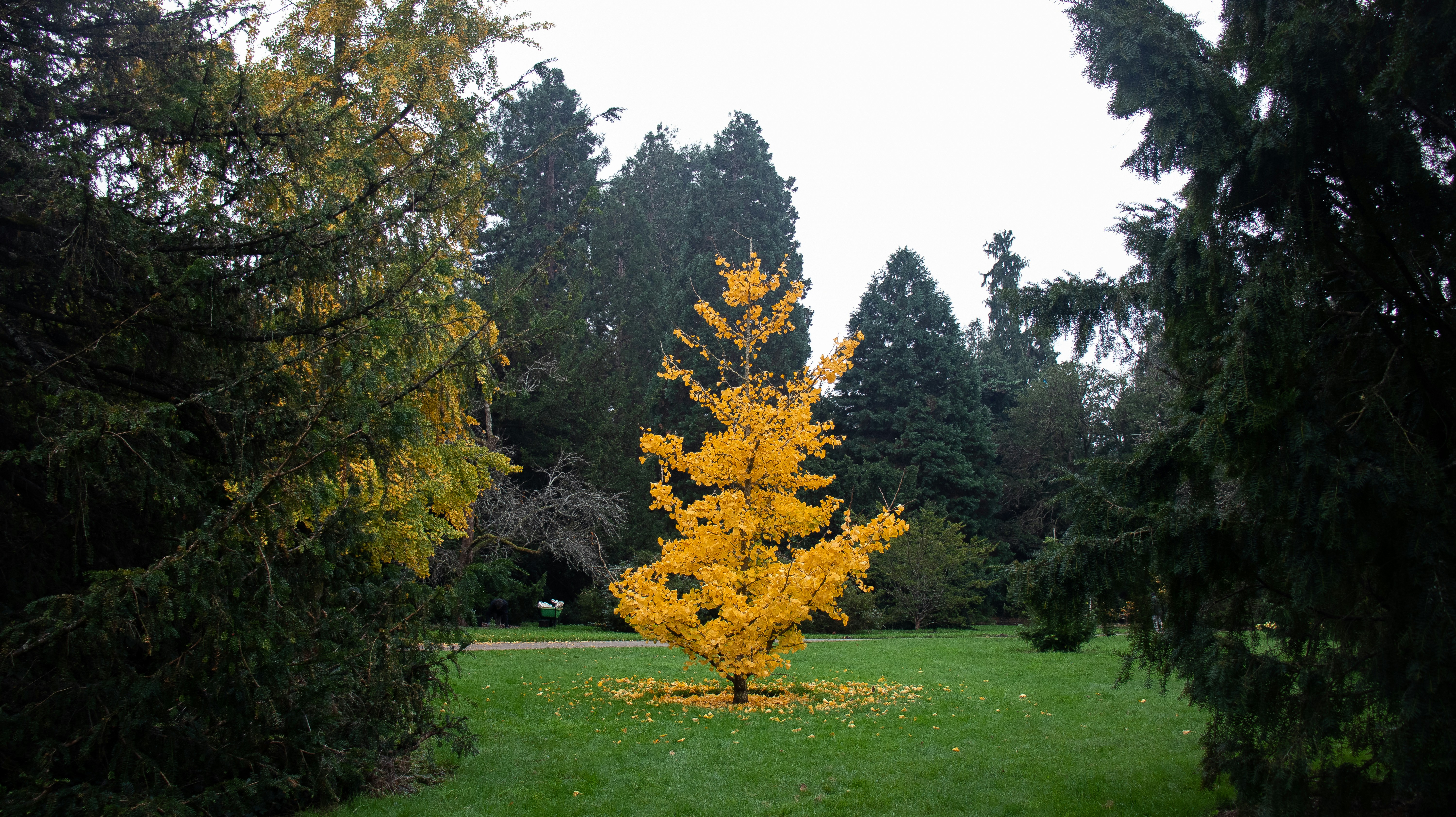 The Yellow Sentinel in a Quiet Park Clearing