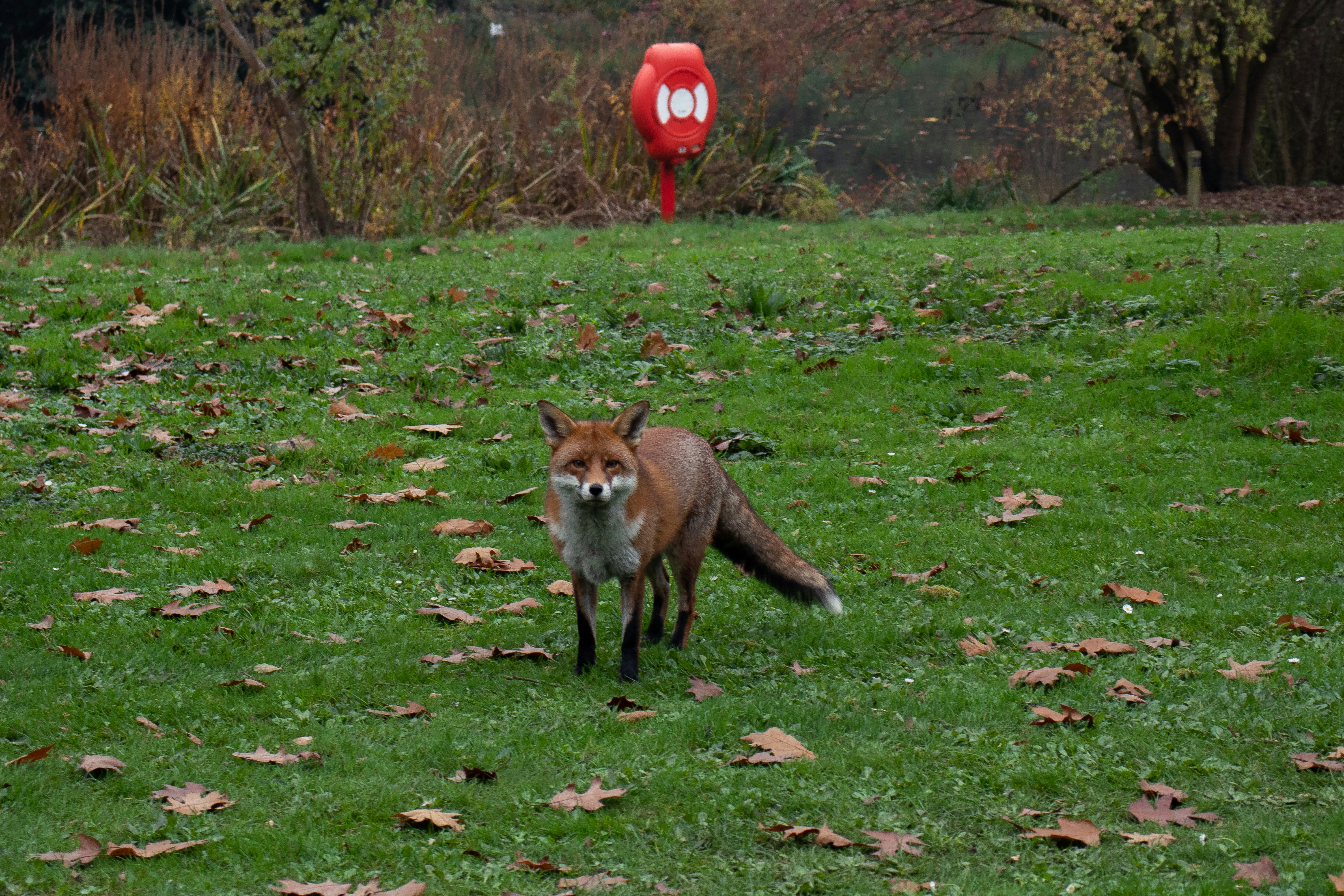 Fox in a Park: Autumn Leaves Scatter as Red Lantern Floats in the Background