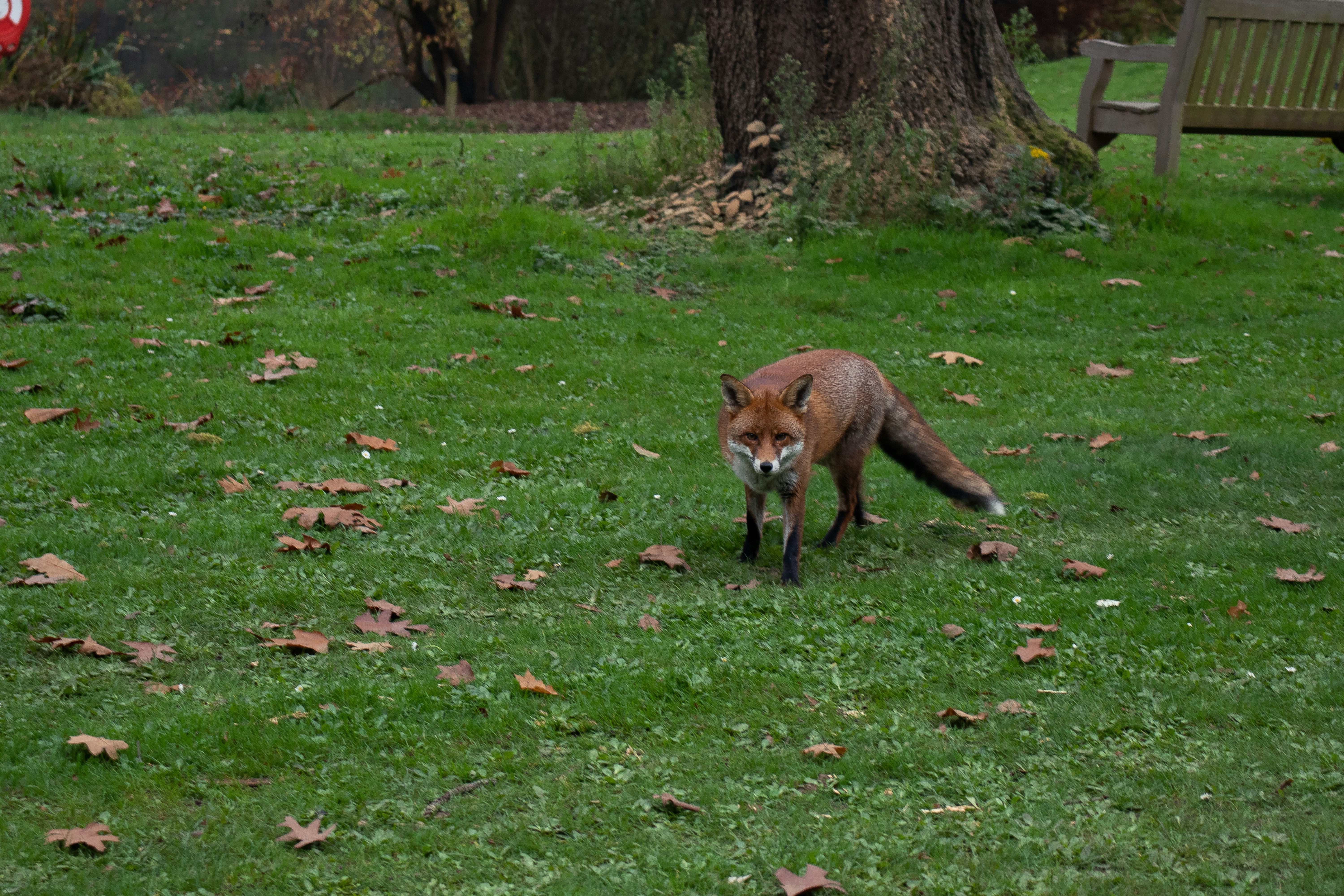 Red Fox on a Quiet Park Lawn