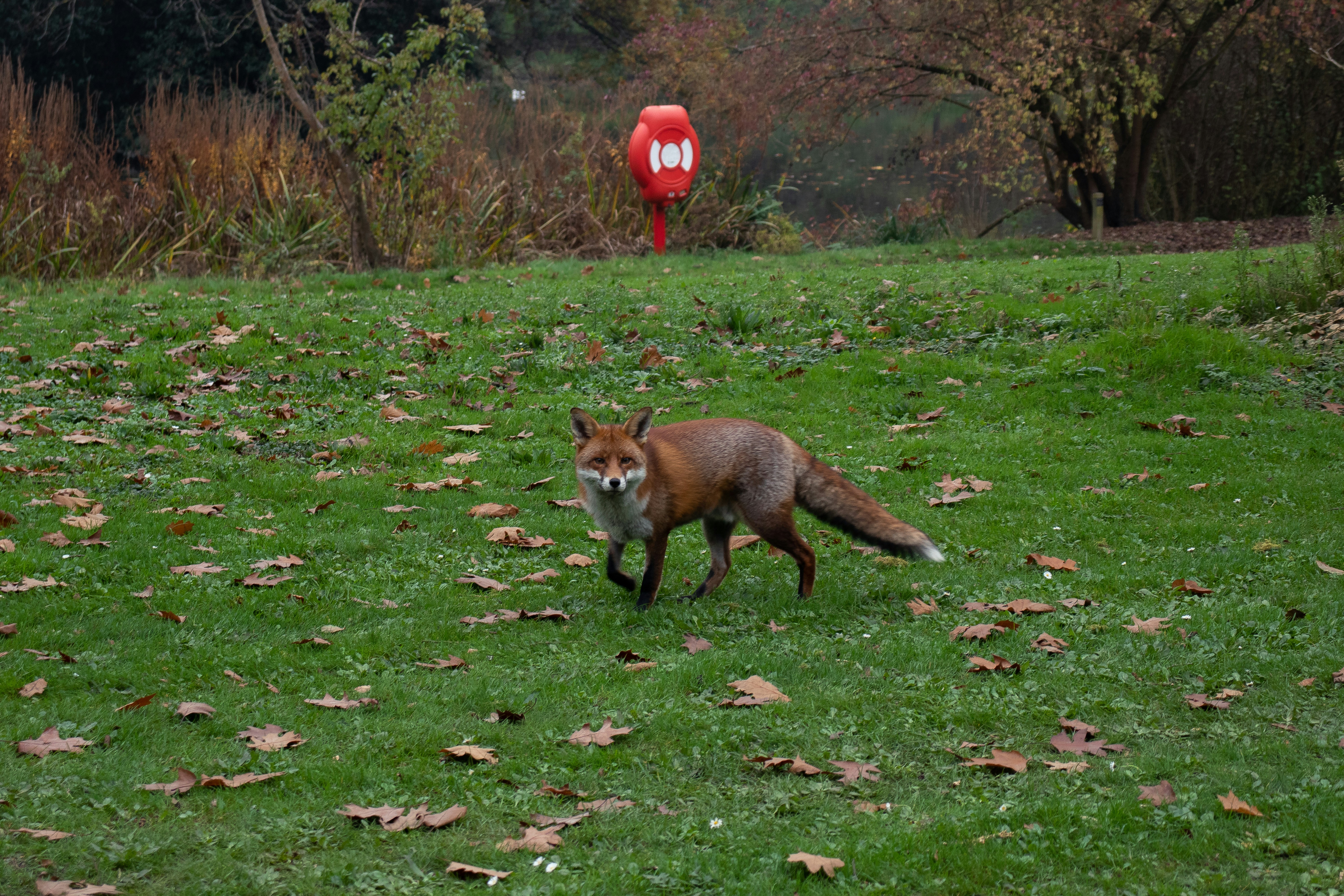 Red Fox in a Park: Autumn Leaves and a Floating Balloon in the Distance