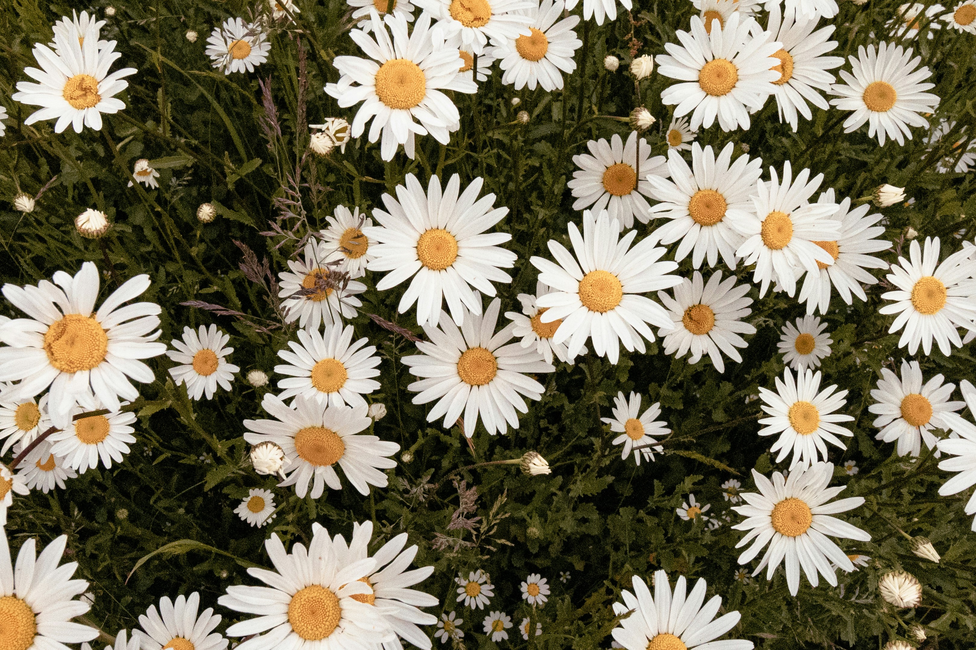 Photo by Cheryl Ng with Canon EOS RP