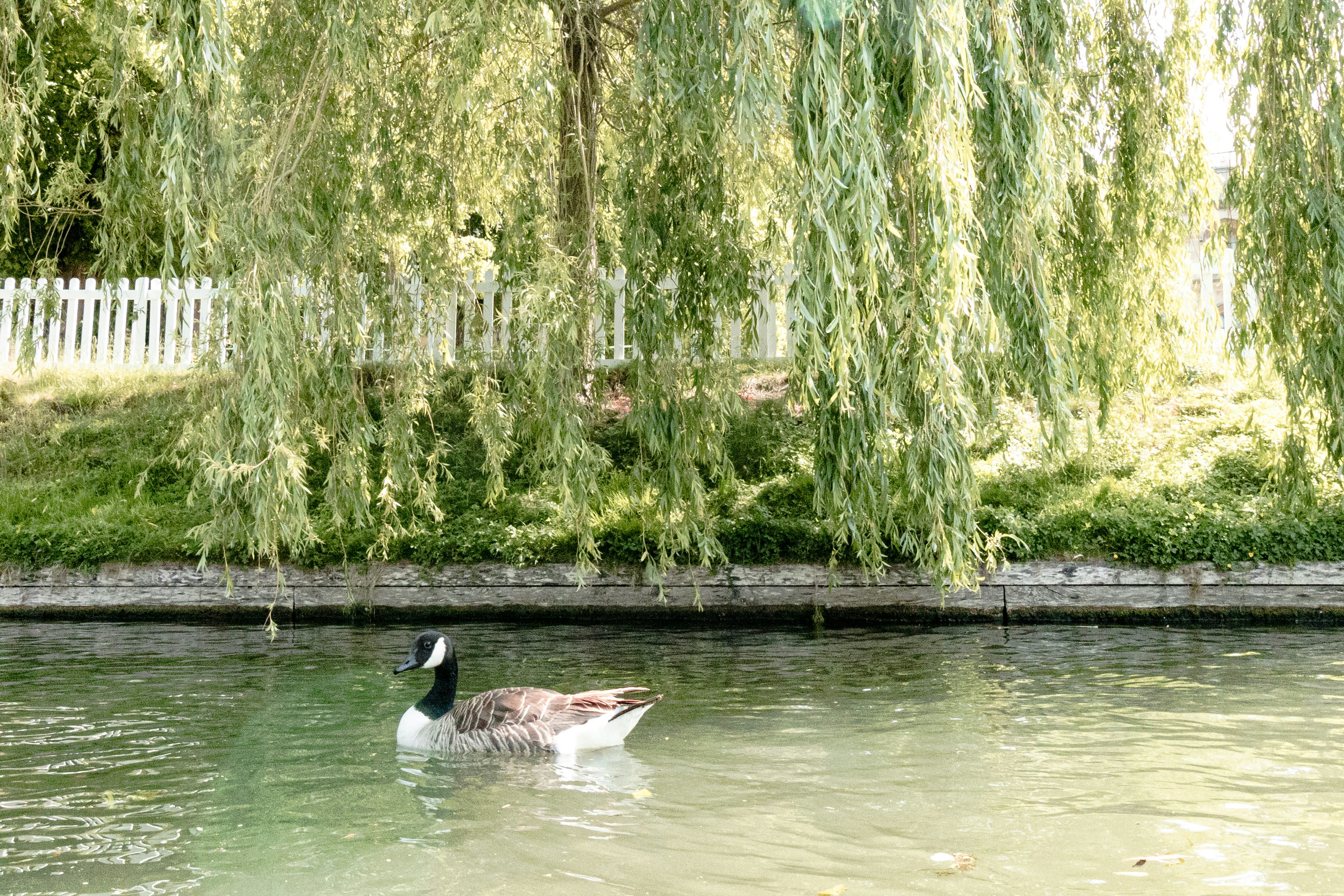 A goose swims on a pond under a willow tree.