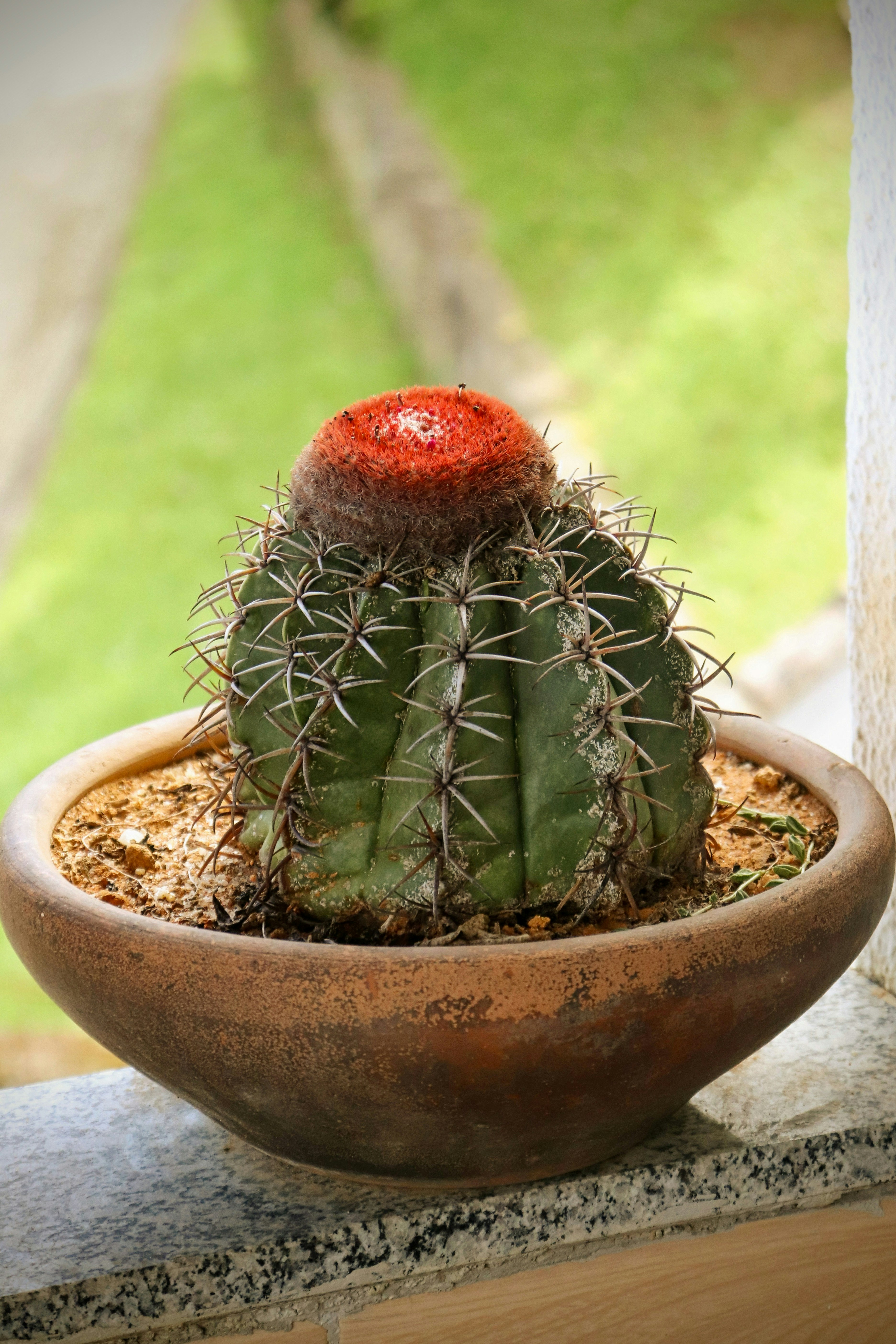 The Resilient Beauty of a Cactus