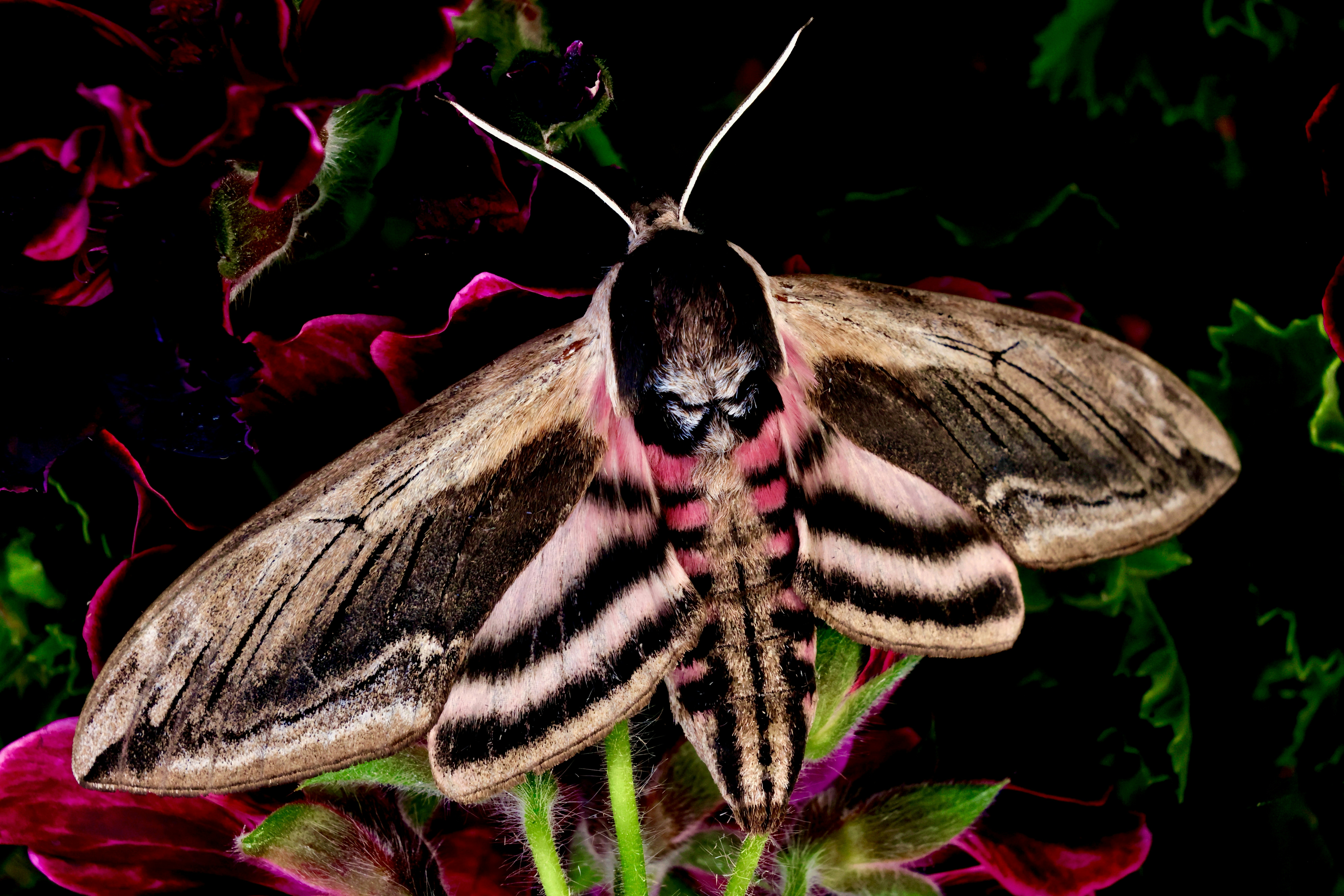 Striped Night Garden Moth: A Bold Pause Amid Colorful Blooms