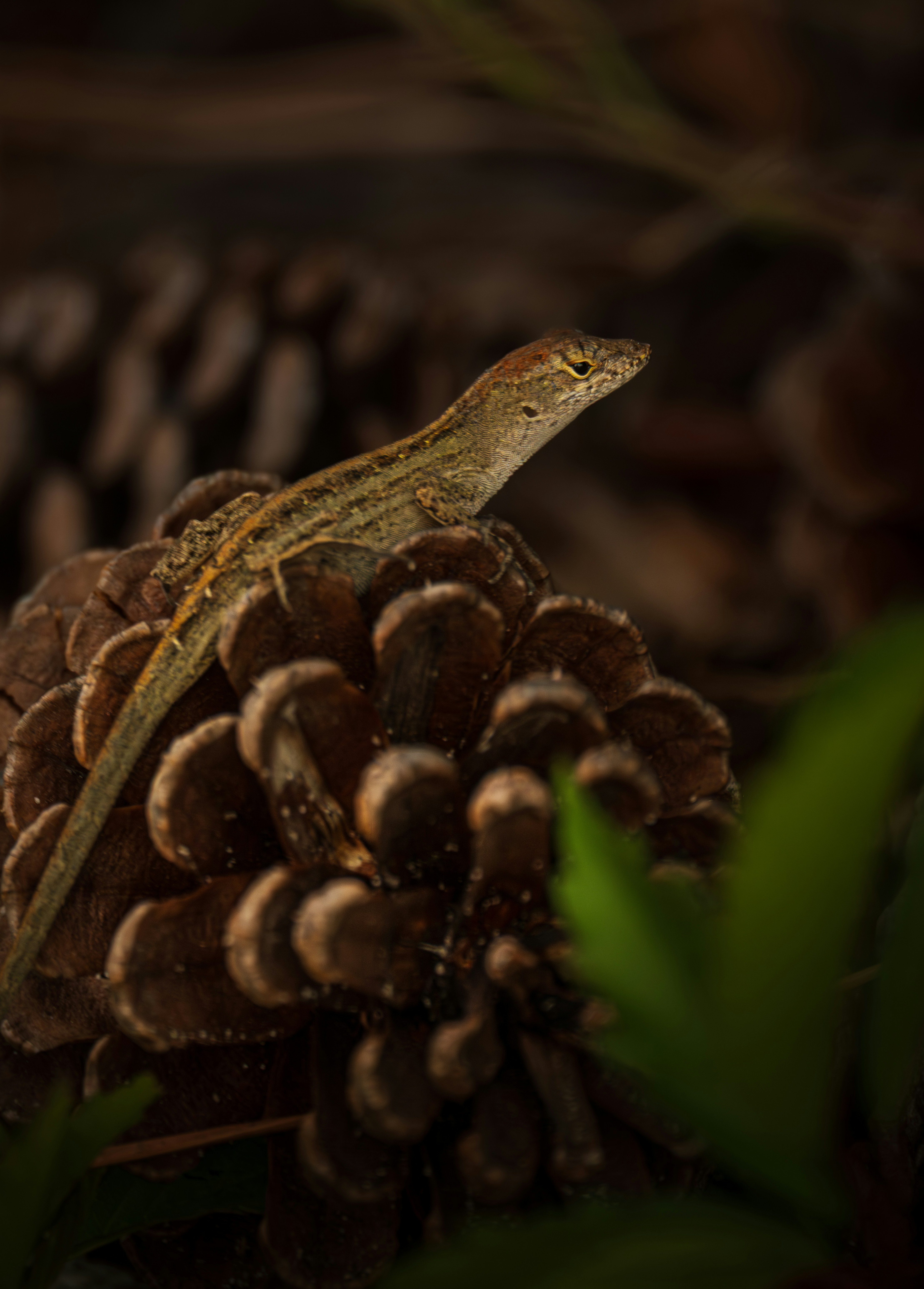 Watcher on the Pine Cone: A Tiny Lizard in Warm Forest Light