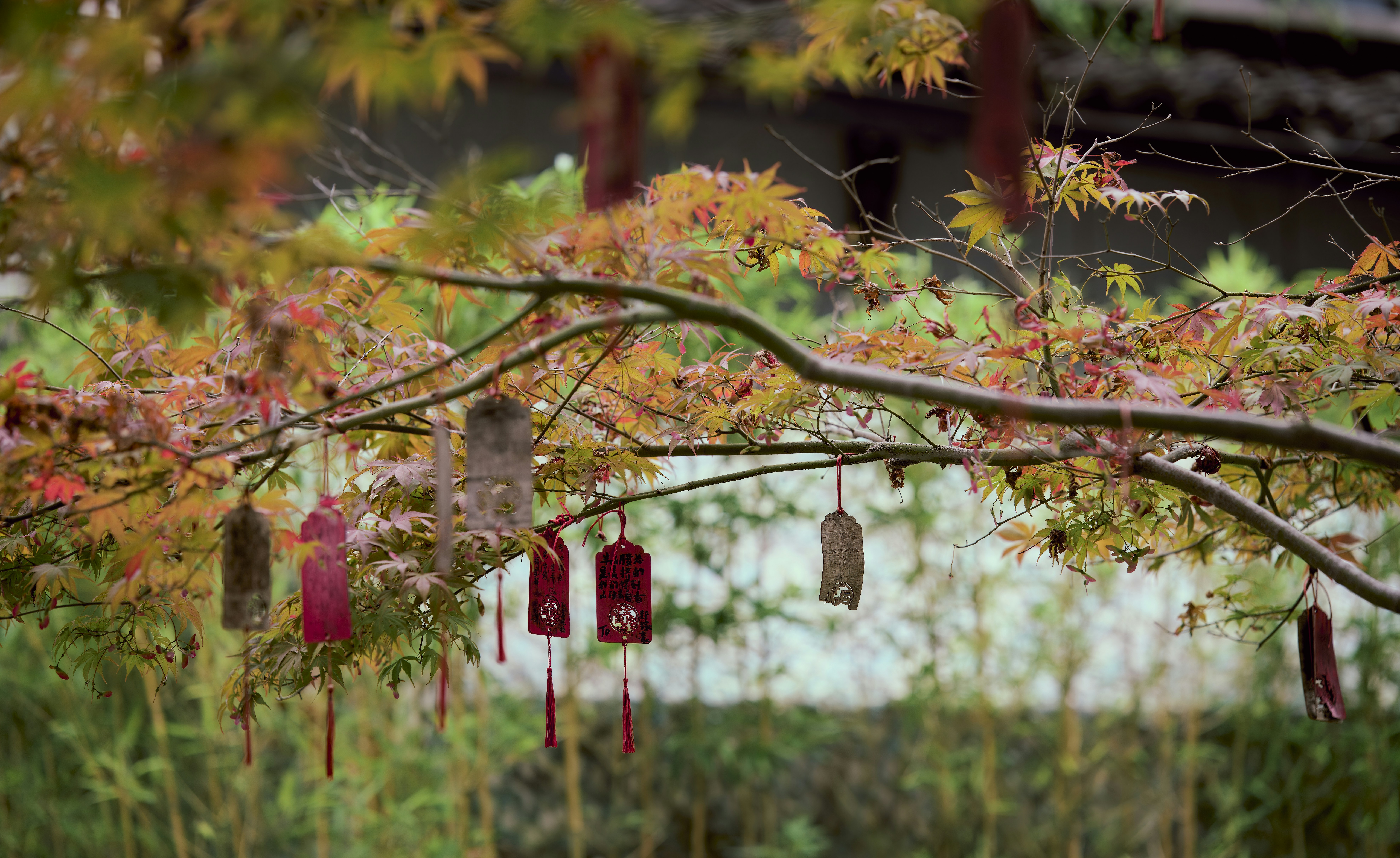 Whispers of Autumn: A Tapestry of Tradition