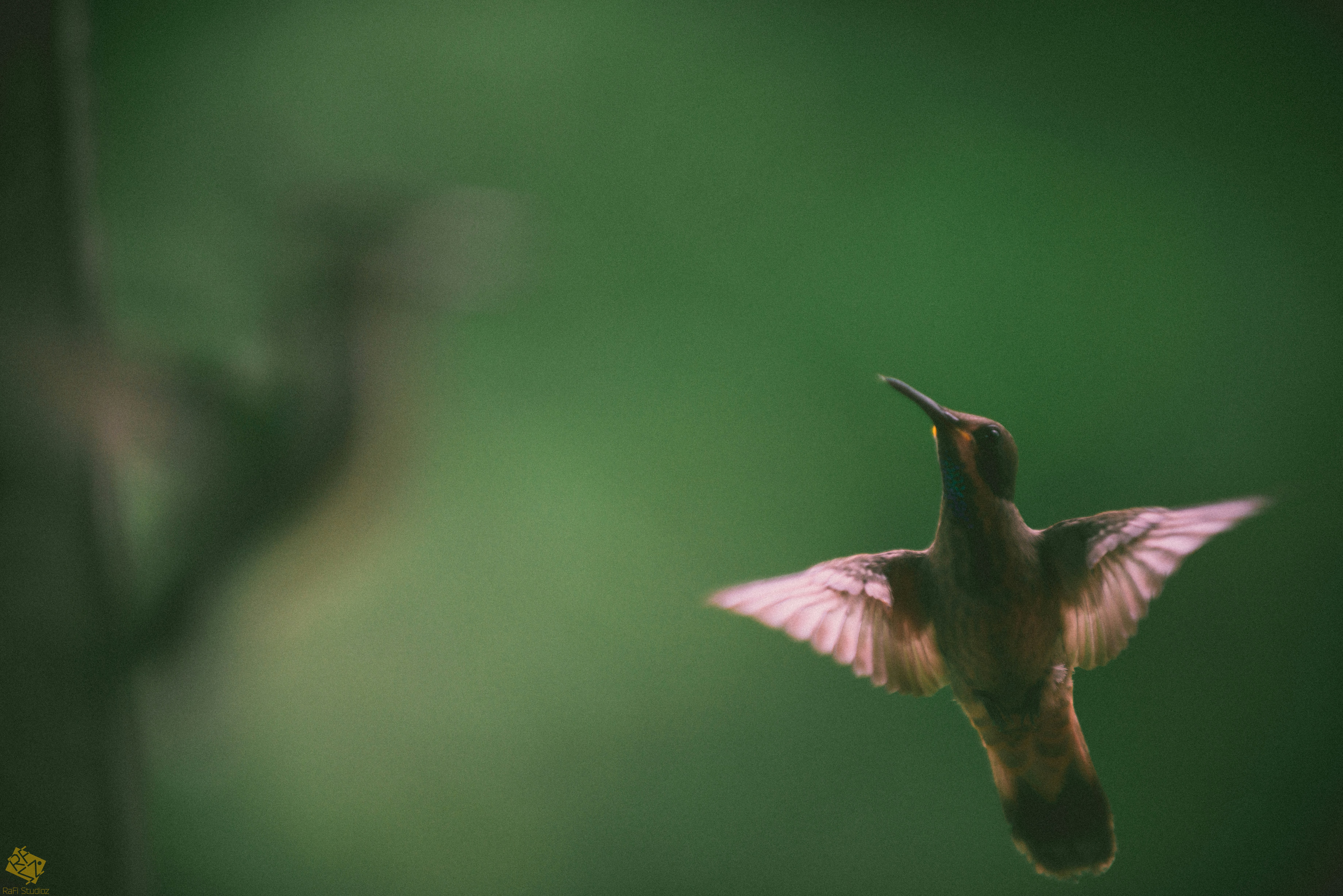 Whispers of Flight: A Hummingbird's Dance