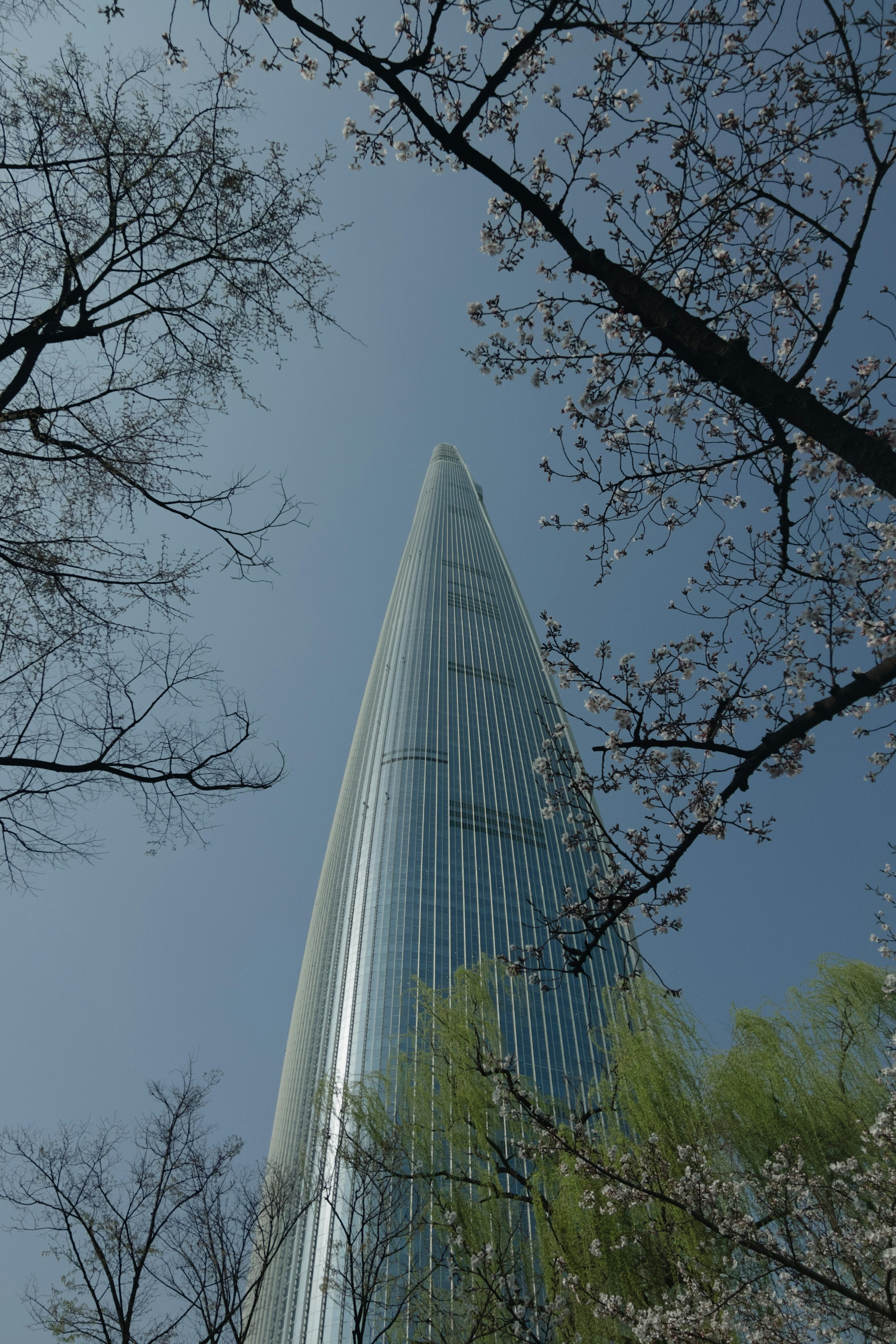 A towering skyscraper ascends towards a clear blue sky, framed by delicate cherry blossom branches. The composition emphasizes the building's height and modern design.