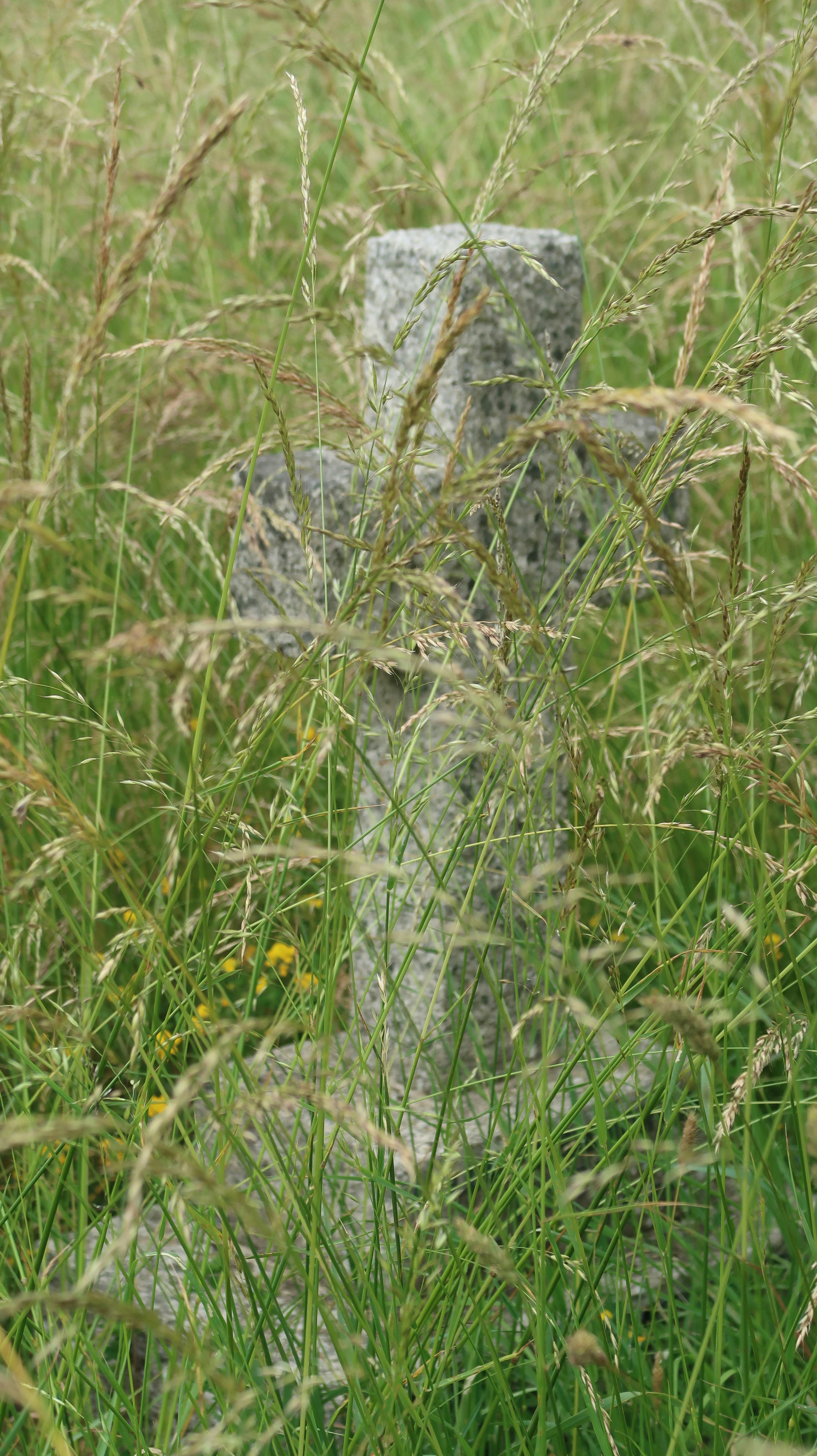 Hidden Cross in the Meadow: A Weathered Gravestone Rising Through Grass