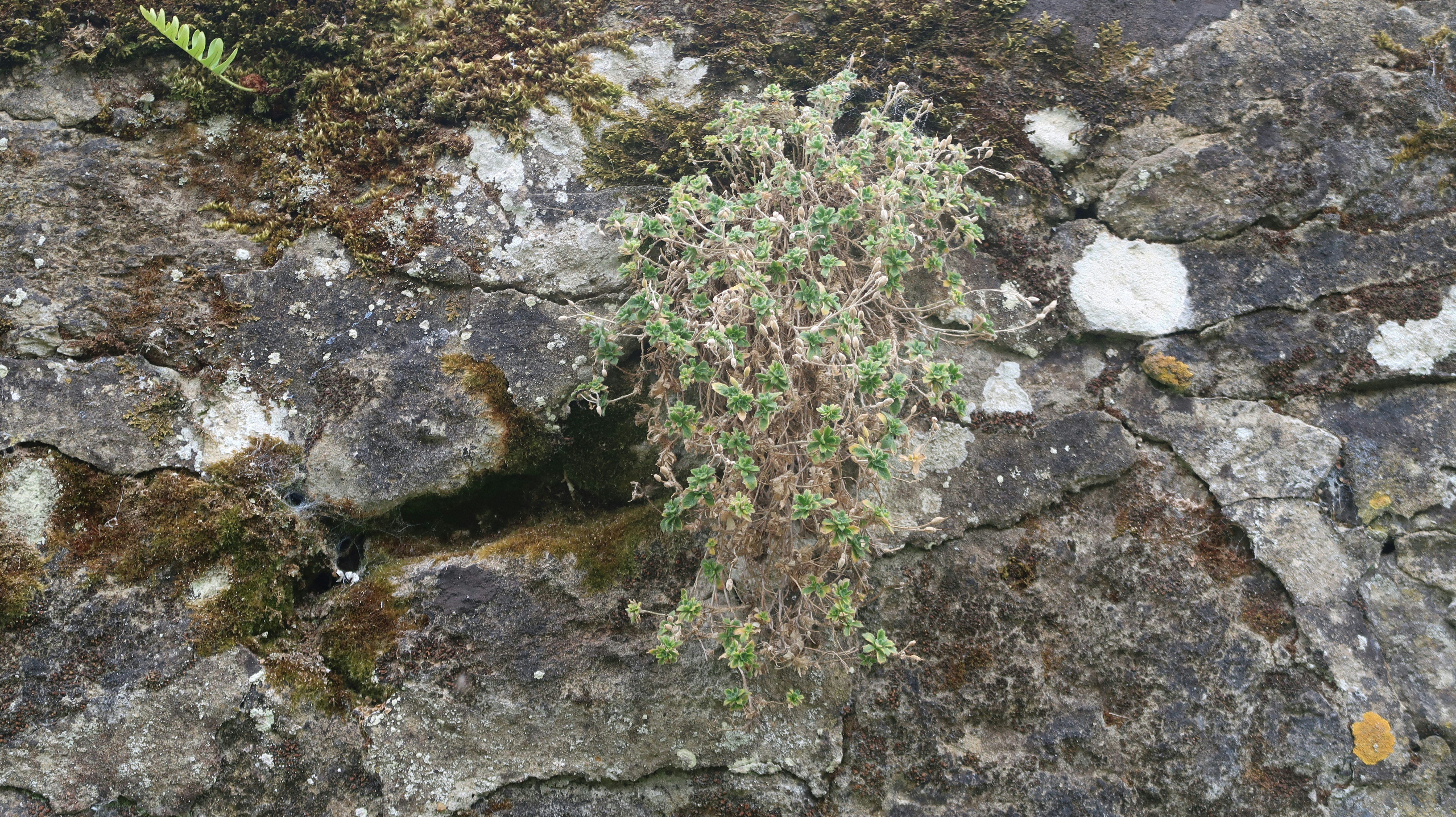 Nature's Resilience: Green Life on Stony Facade