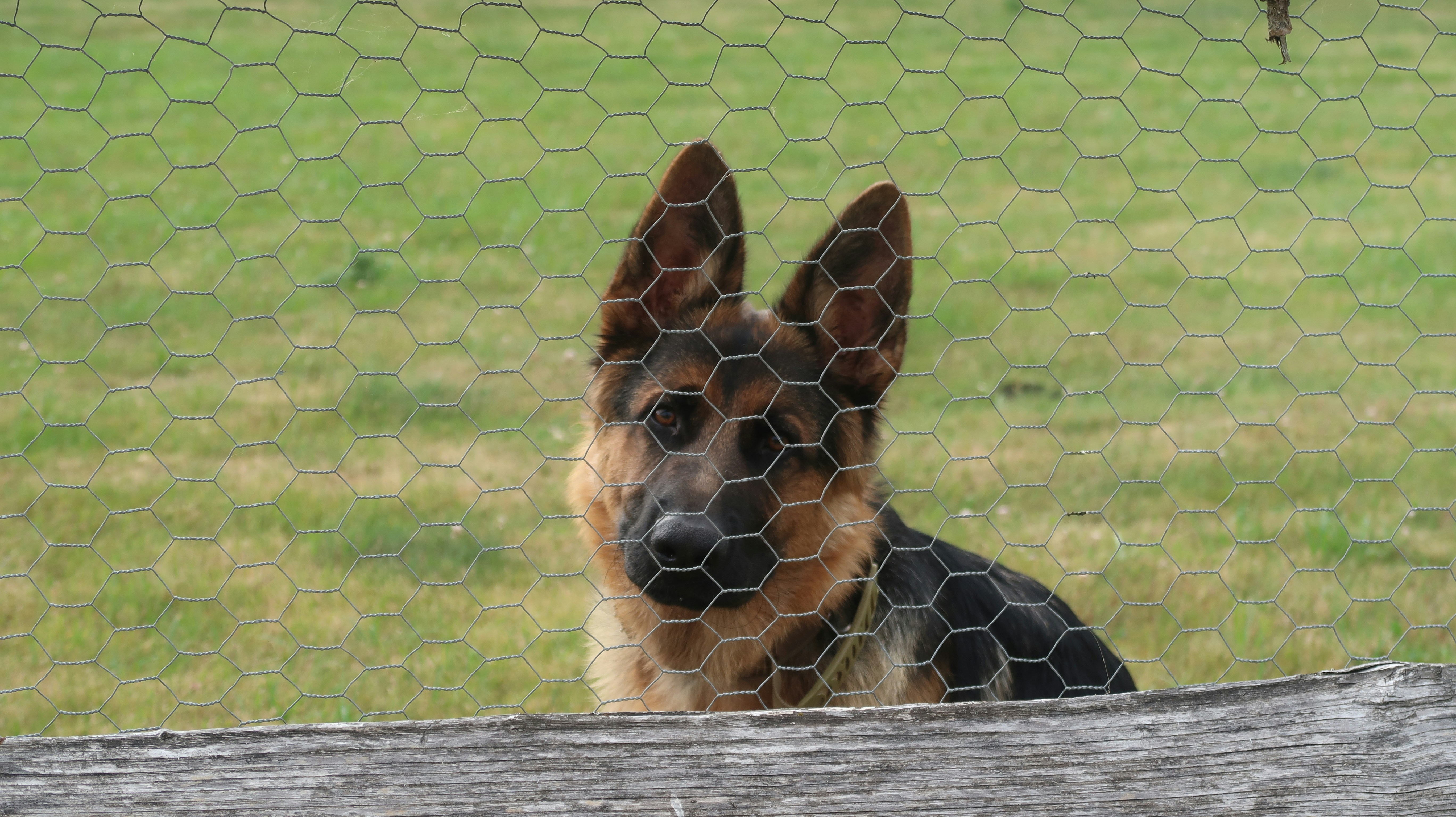 A german shepherd peers through a wire fence. photo – Free Animal Image ...