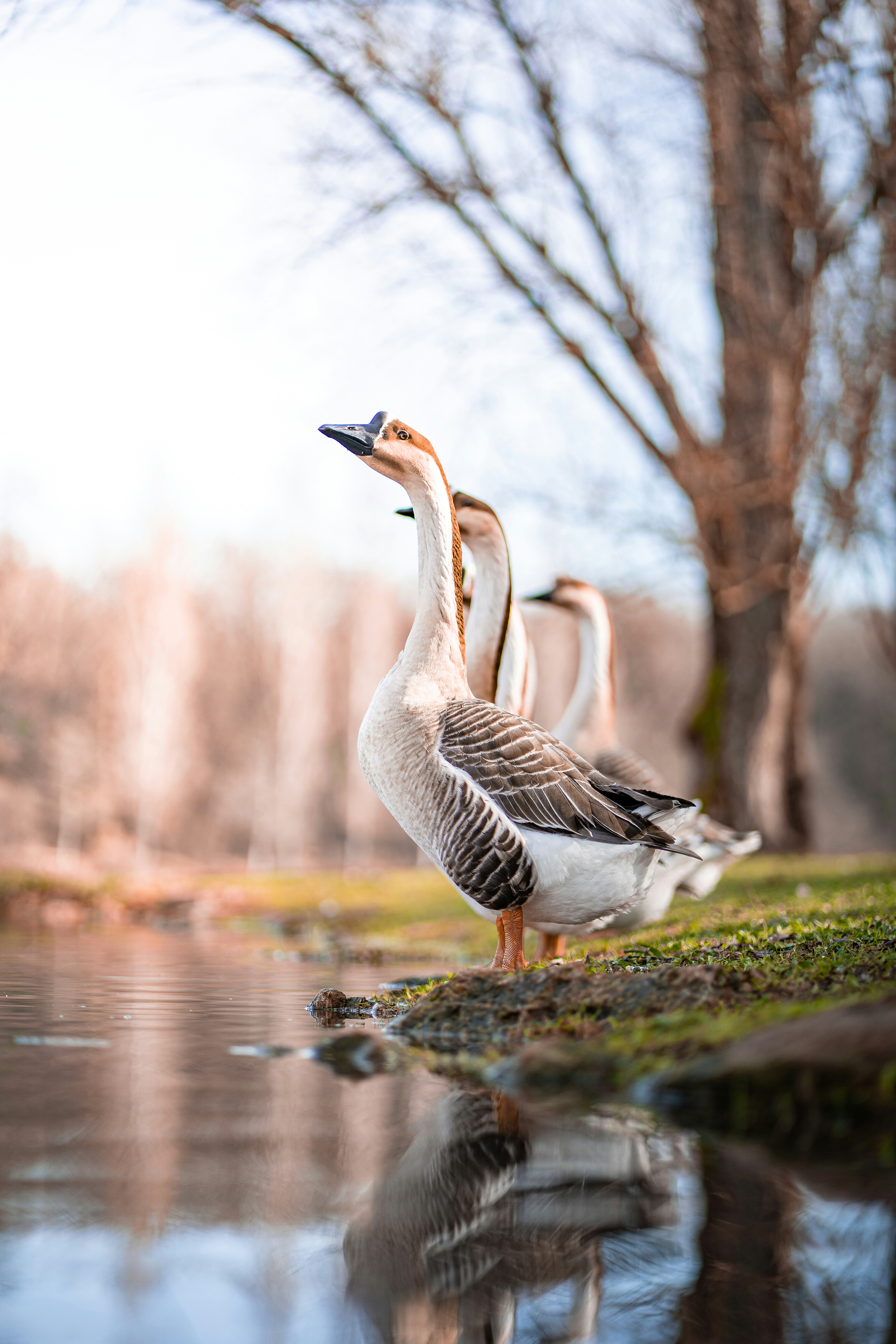 Swan Parade at the Shimmering Pond