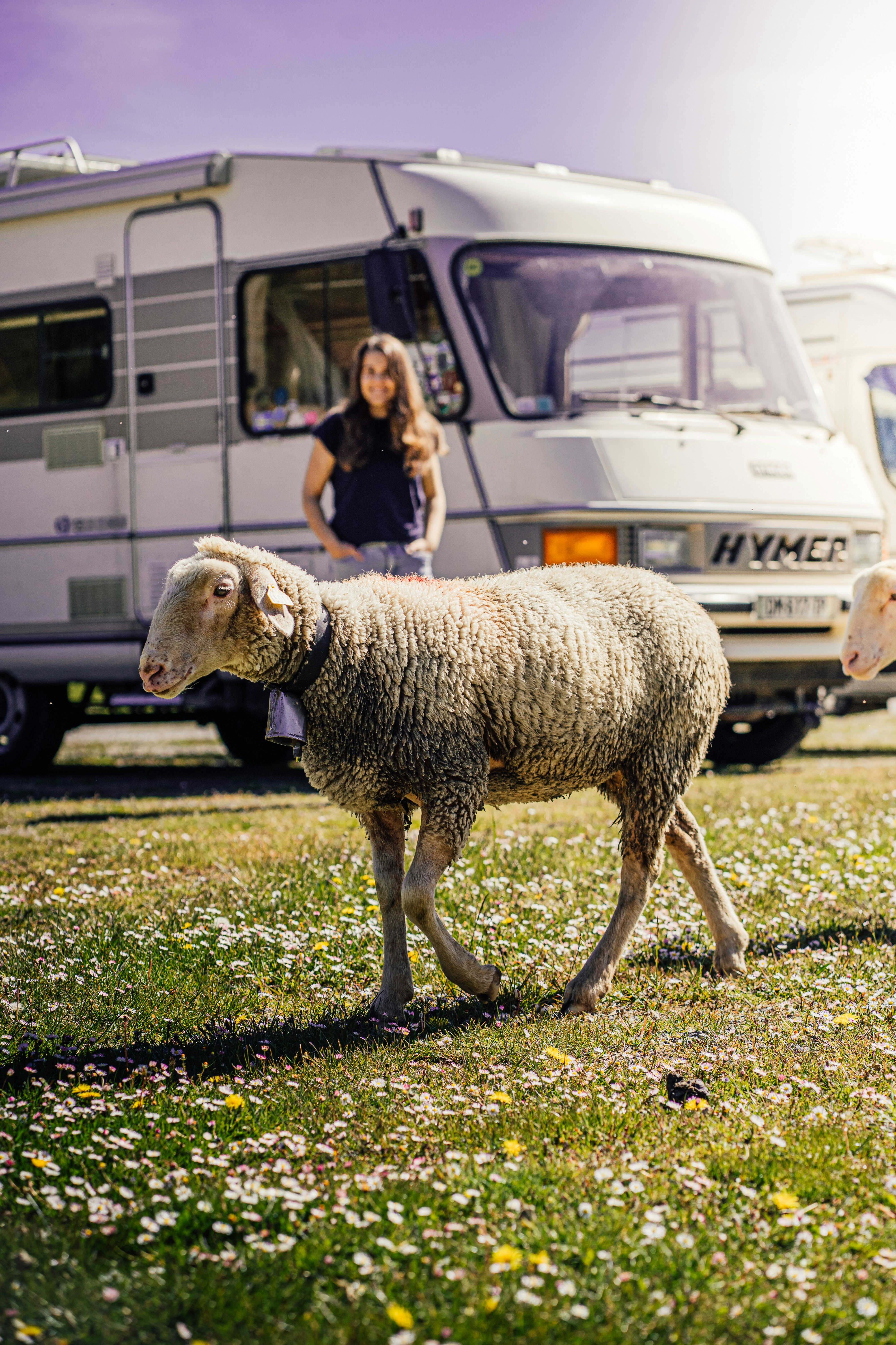 Sheep grazing in a vibrant meadow with a camper van in the background, capturing a moment of rural tranquility.