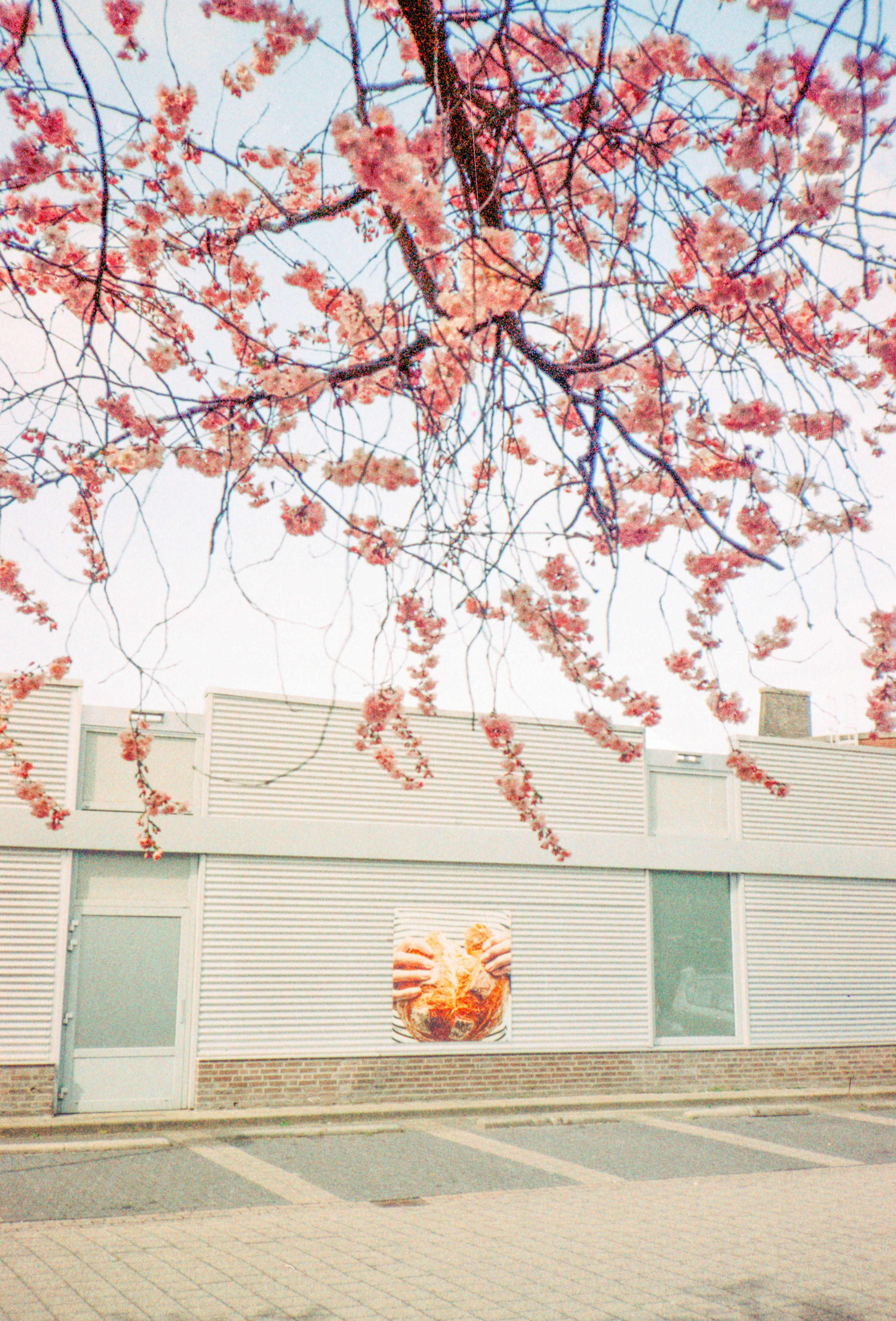 Delicate cherry blossoms frame a wall featuring a vibrant food mural, blending nature and artistry in a serene urban setting.