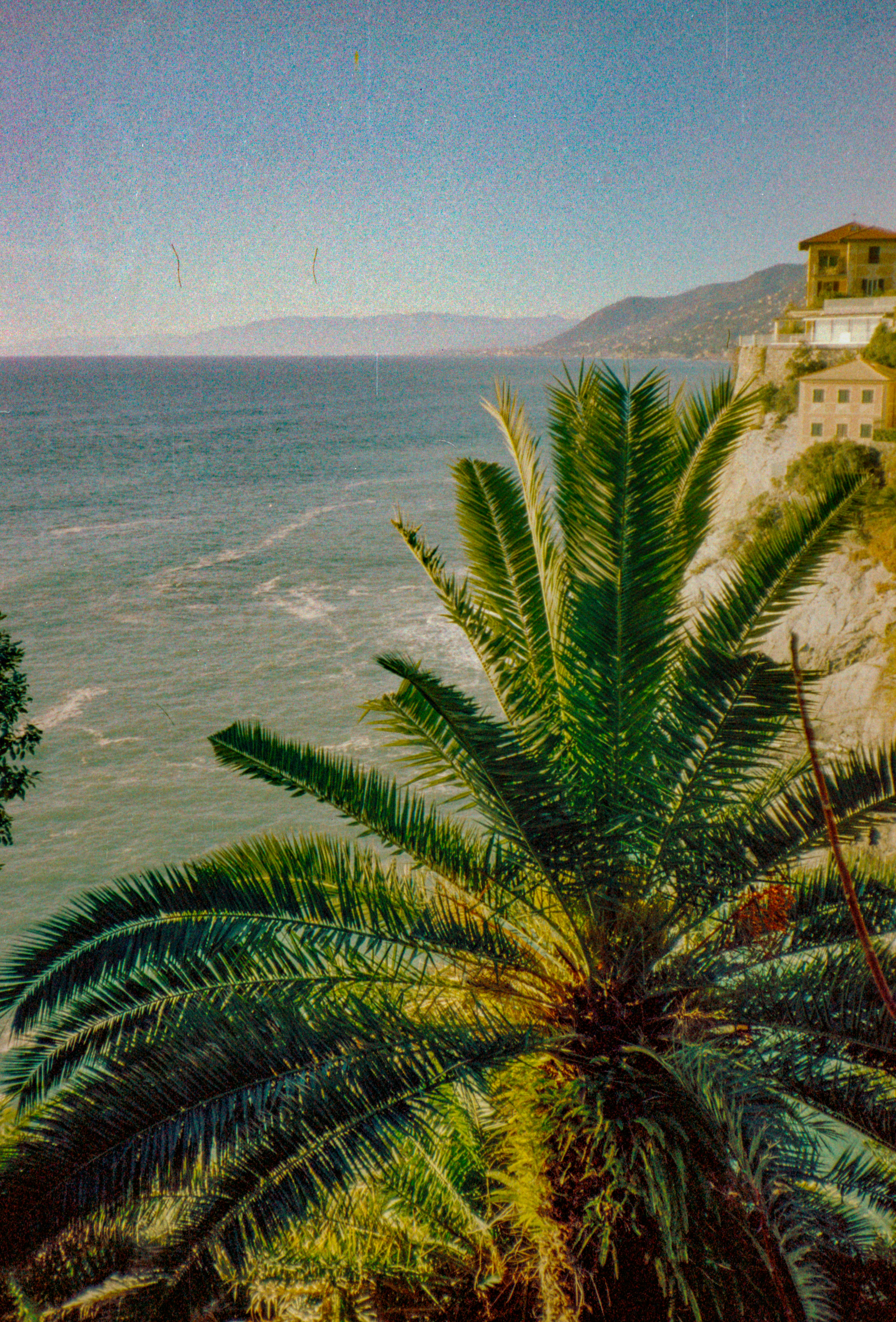 Palm tree overlooks the ocean and coastal buildings.