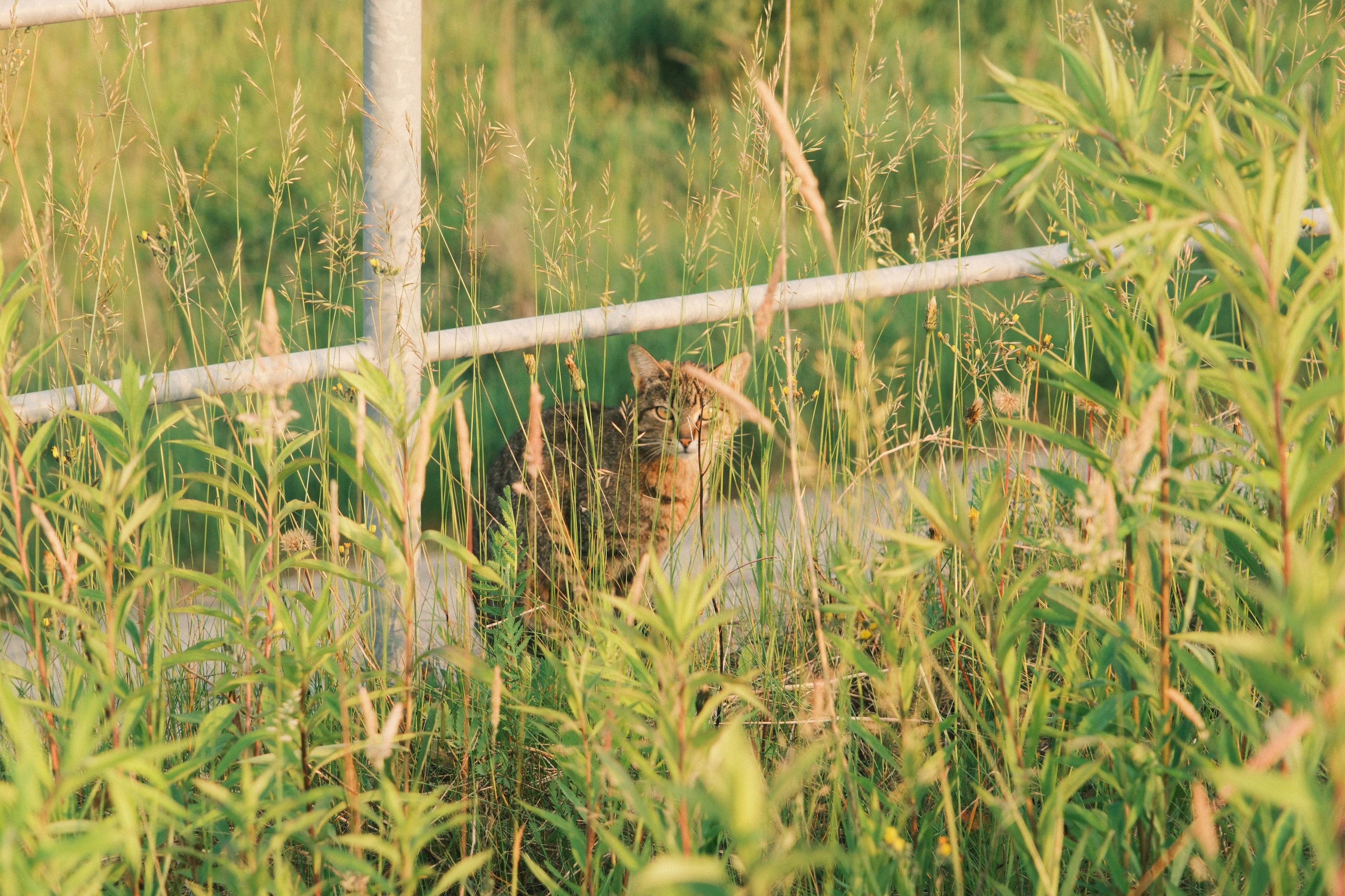 A cat is hiding in tall, green grass.