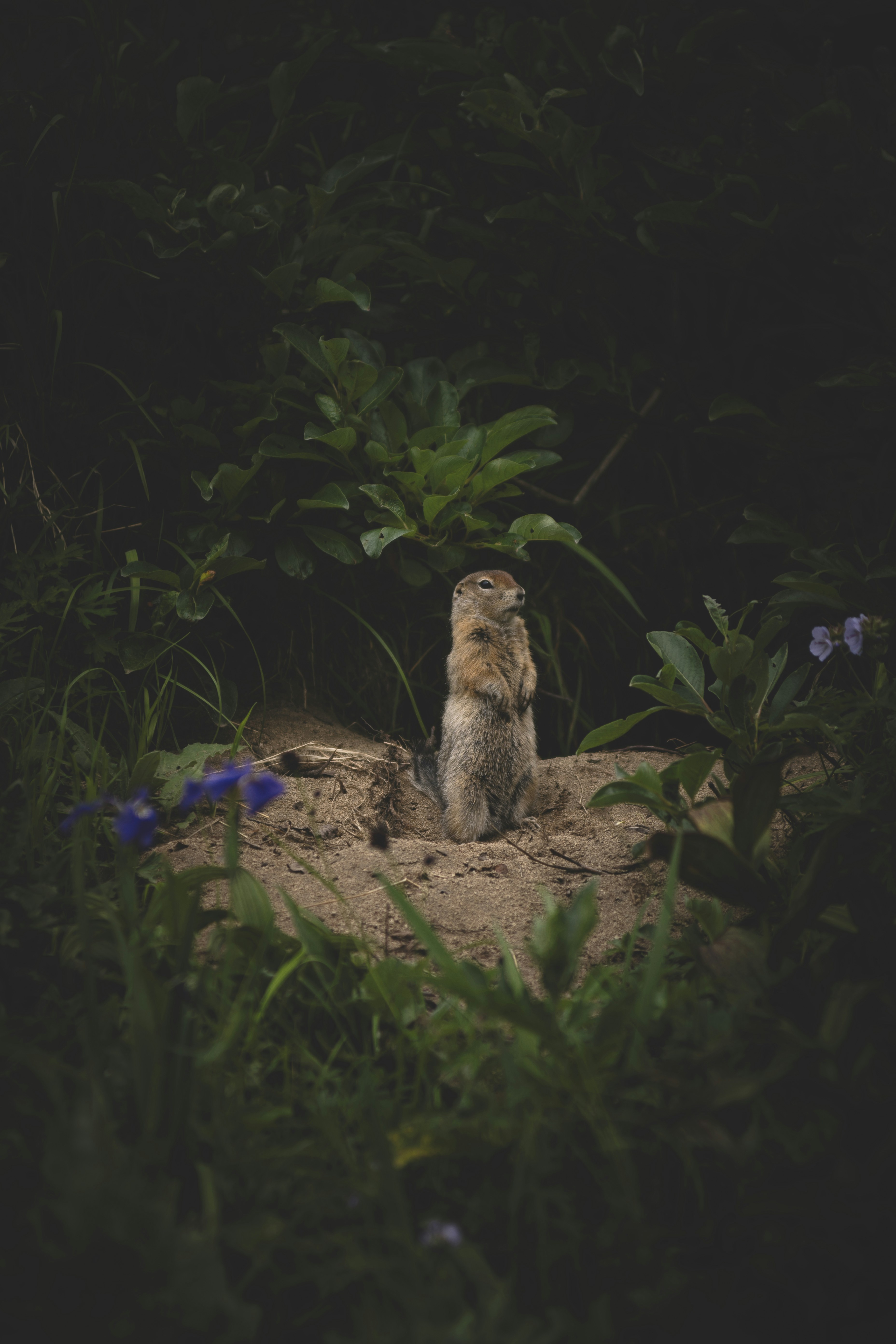 Gopher on the way to the Vachkazhets mountain range (Kamchatka - 53,074675, 157,930908)